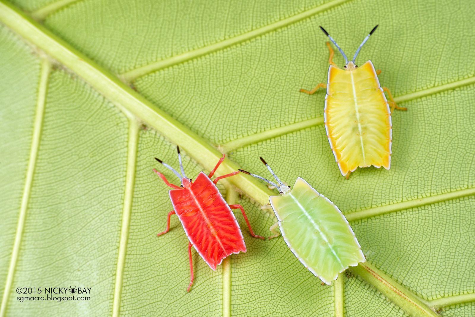 Enjoy some Shield bug nymphs | Scrolller