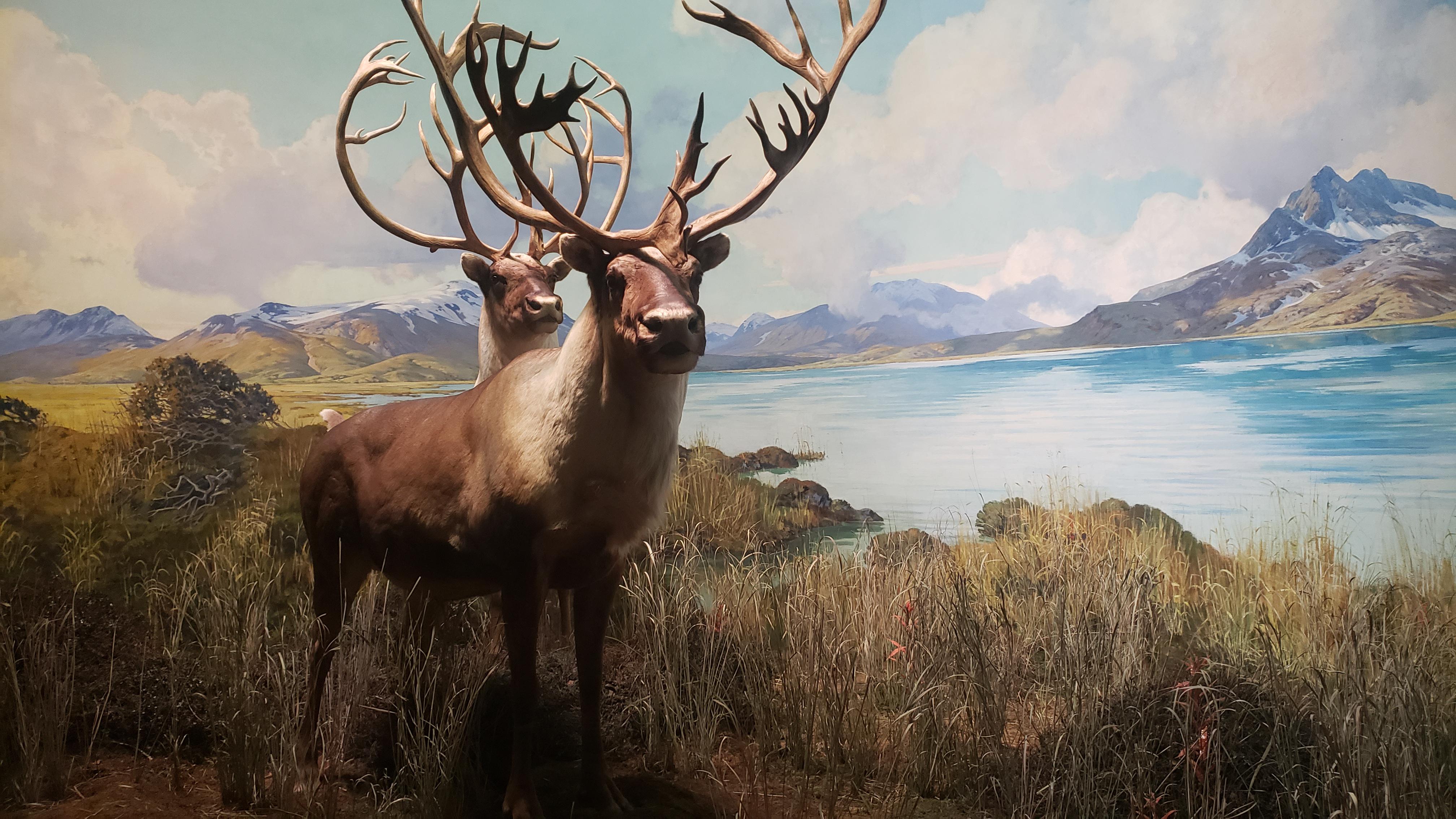 Enjoy the wild 👍 | Scrolller