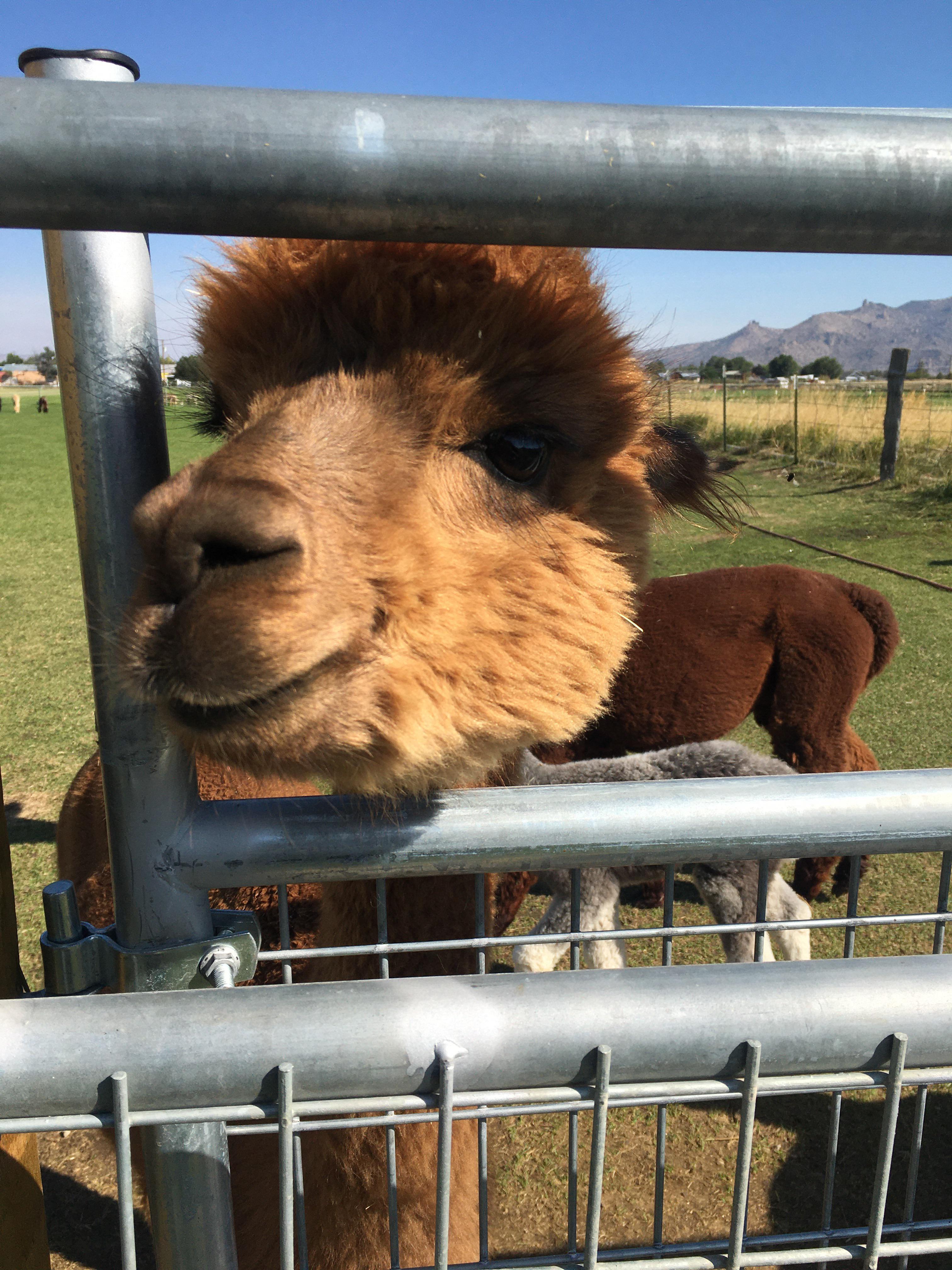 Enjoy this pic I took at crescent moon ranch alpaca farm in Oregon ☺️ | Scrolller