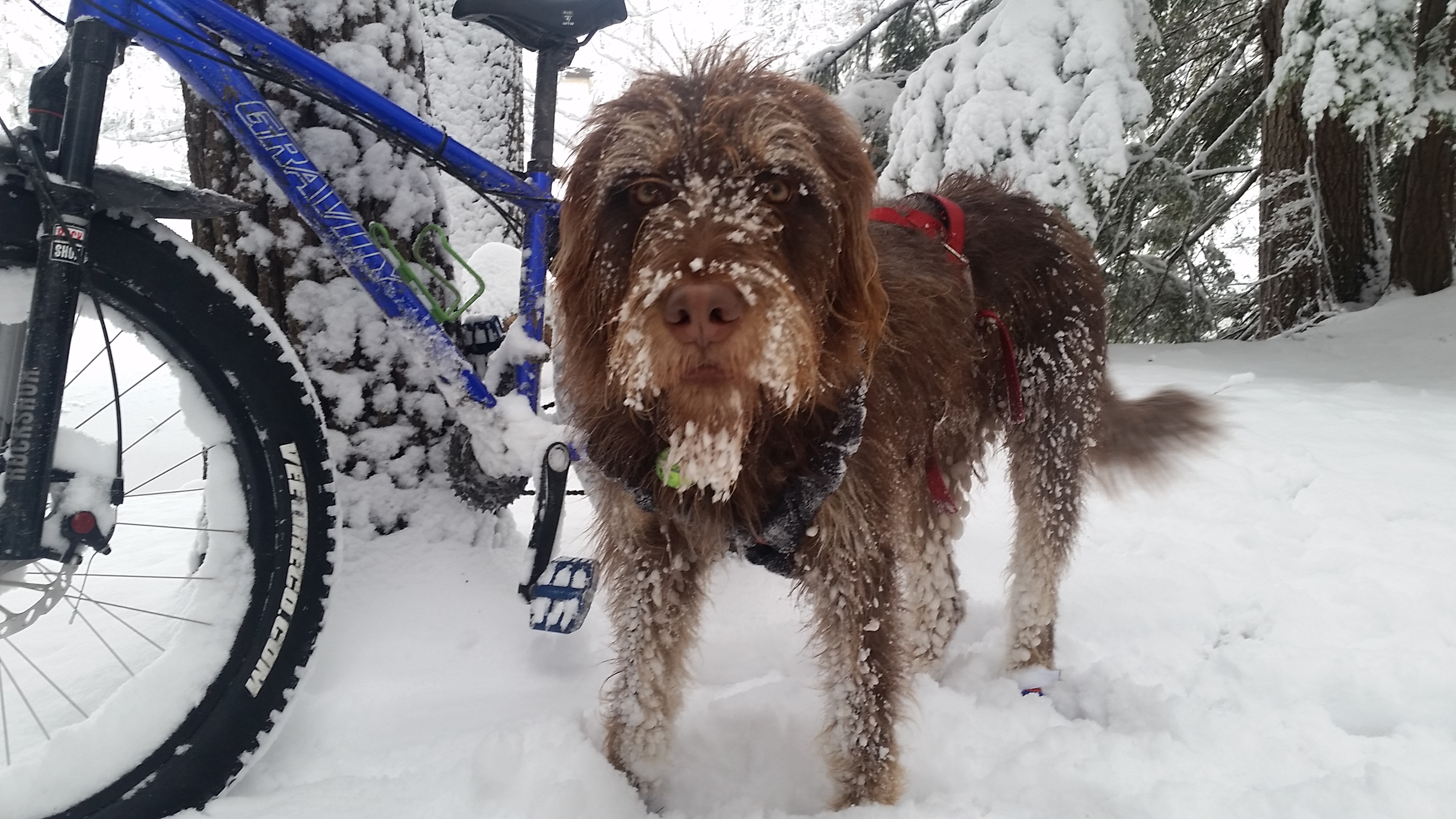 Enjoying the fresh snow | Scrolller