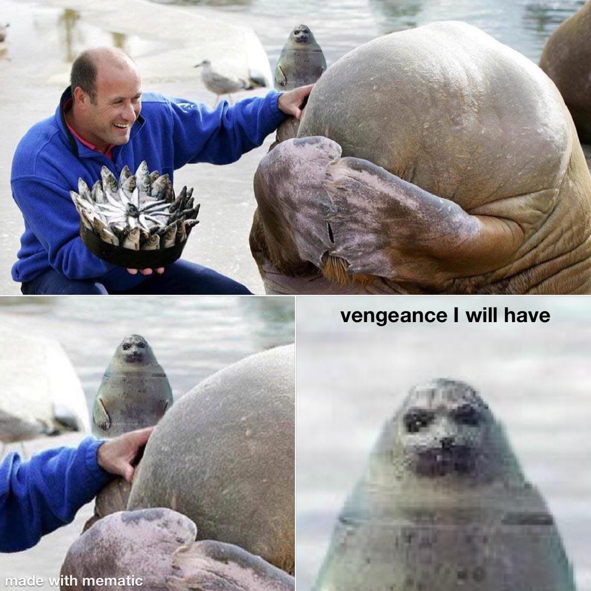 Envy Seal | Scrolller