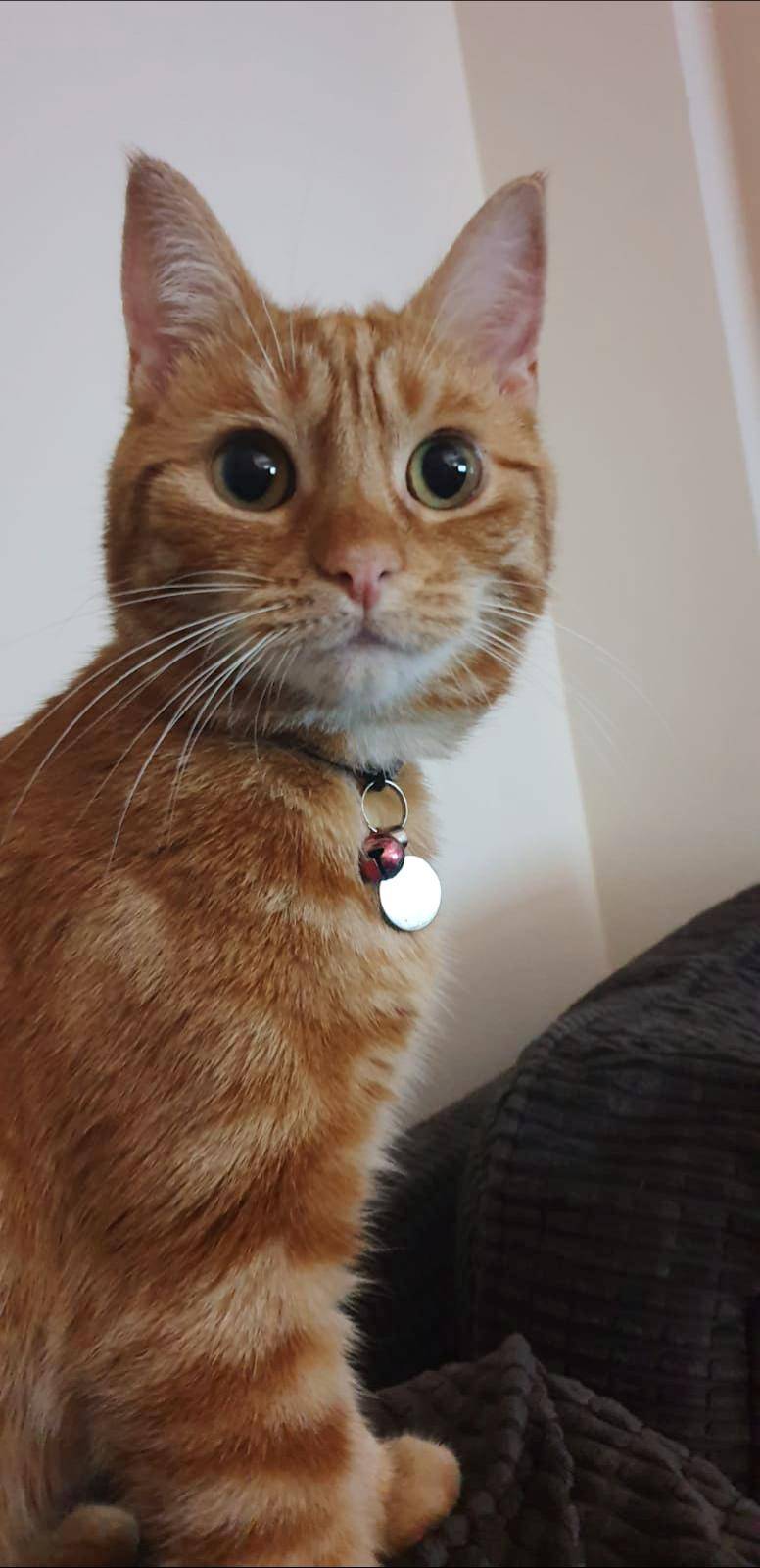 Eric heard the treat bag 😊 | Scrolller