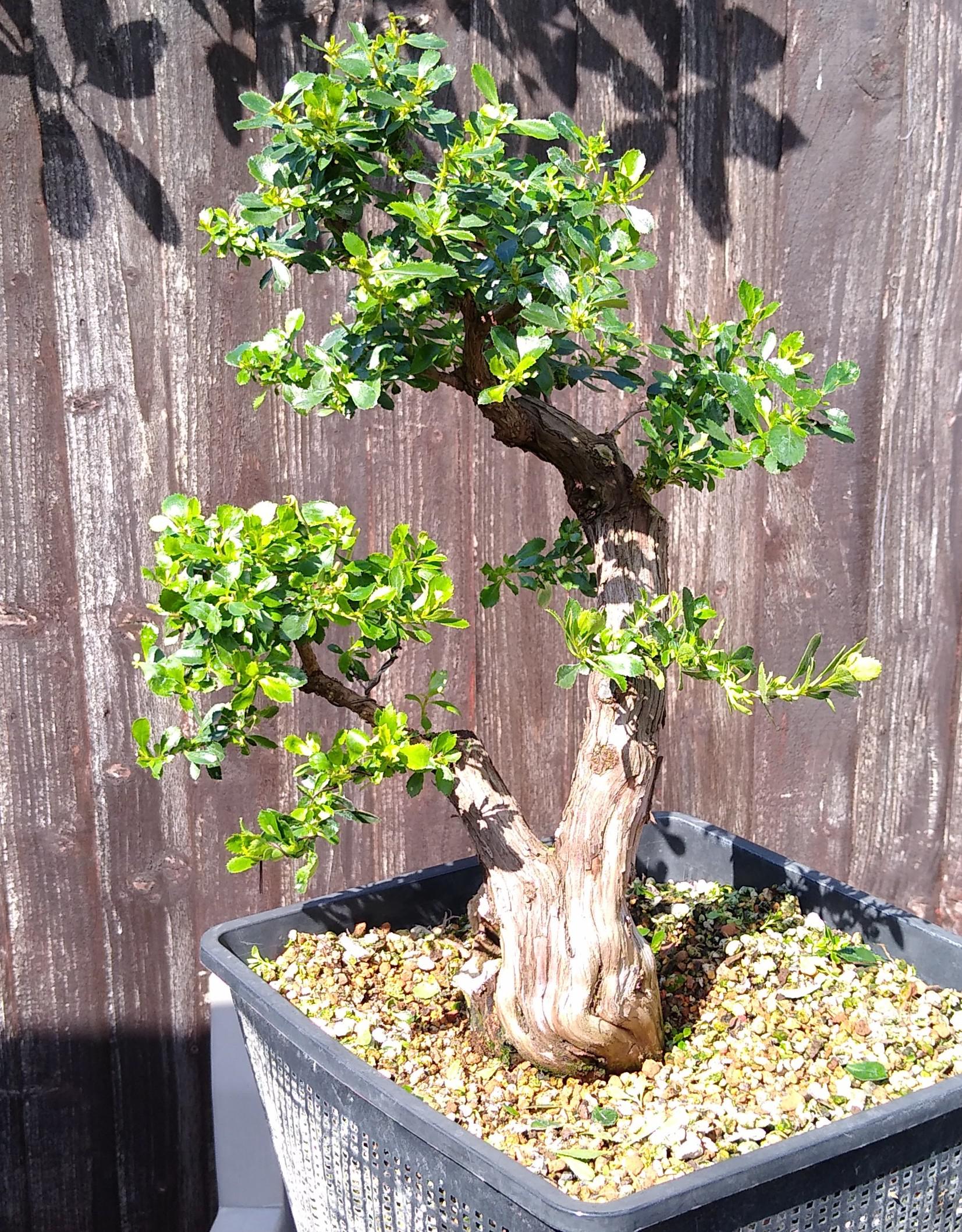 Escallonia in development | Scrolller