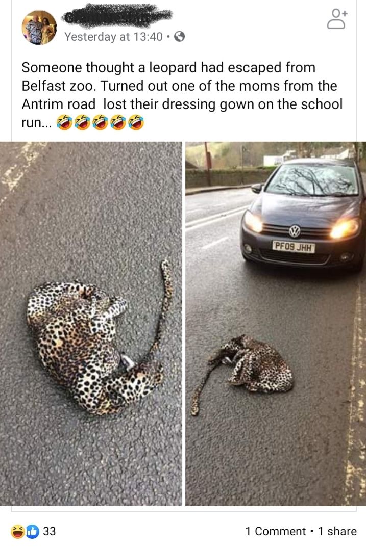 Escaped Leopard... | Scrolller