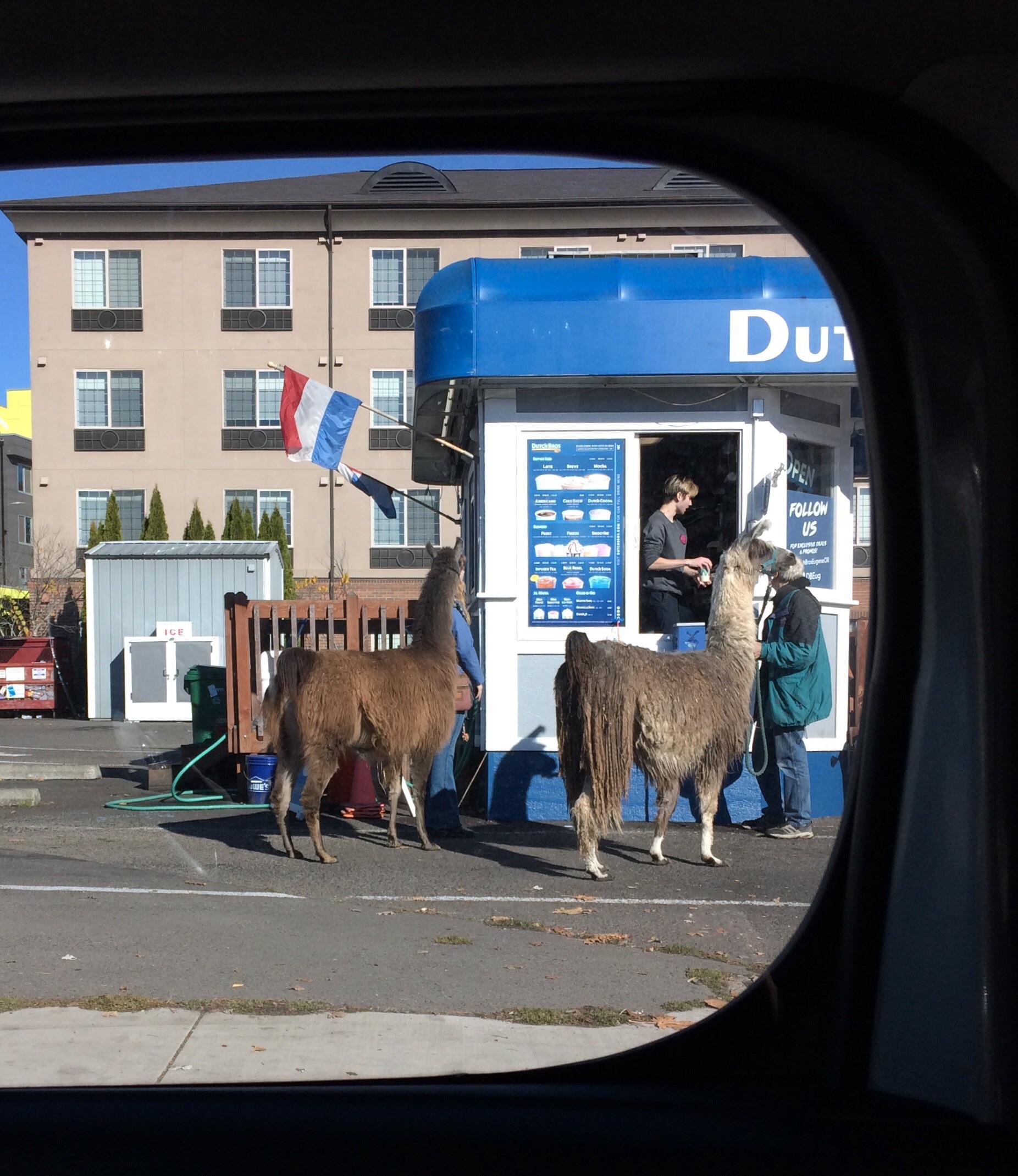 Eugene, Oregon explained in one picture | Scrolller