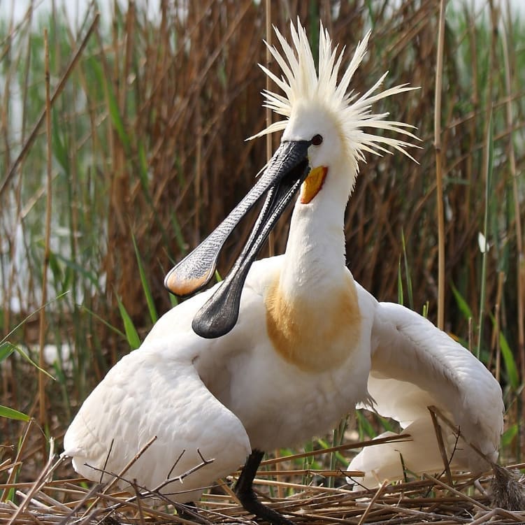 🐦 Eurasian Spoonbill. | Scrolller