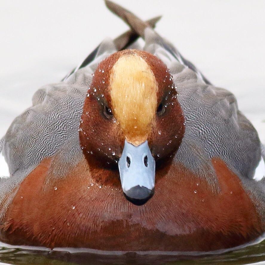 Eurasian Wigeon | Scrolller