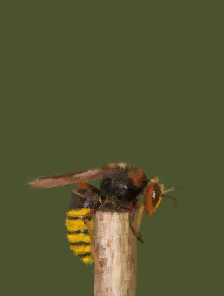 european hornets | Scrolller