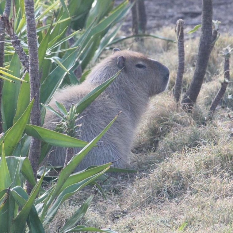 Even a capybara looks sassy when they live in Australia | Scrolller
