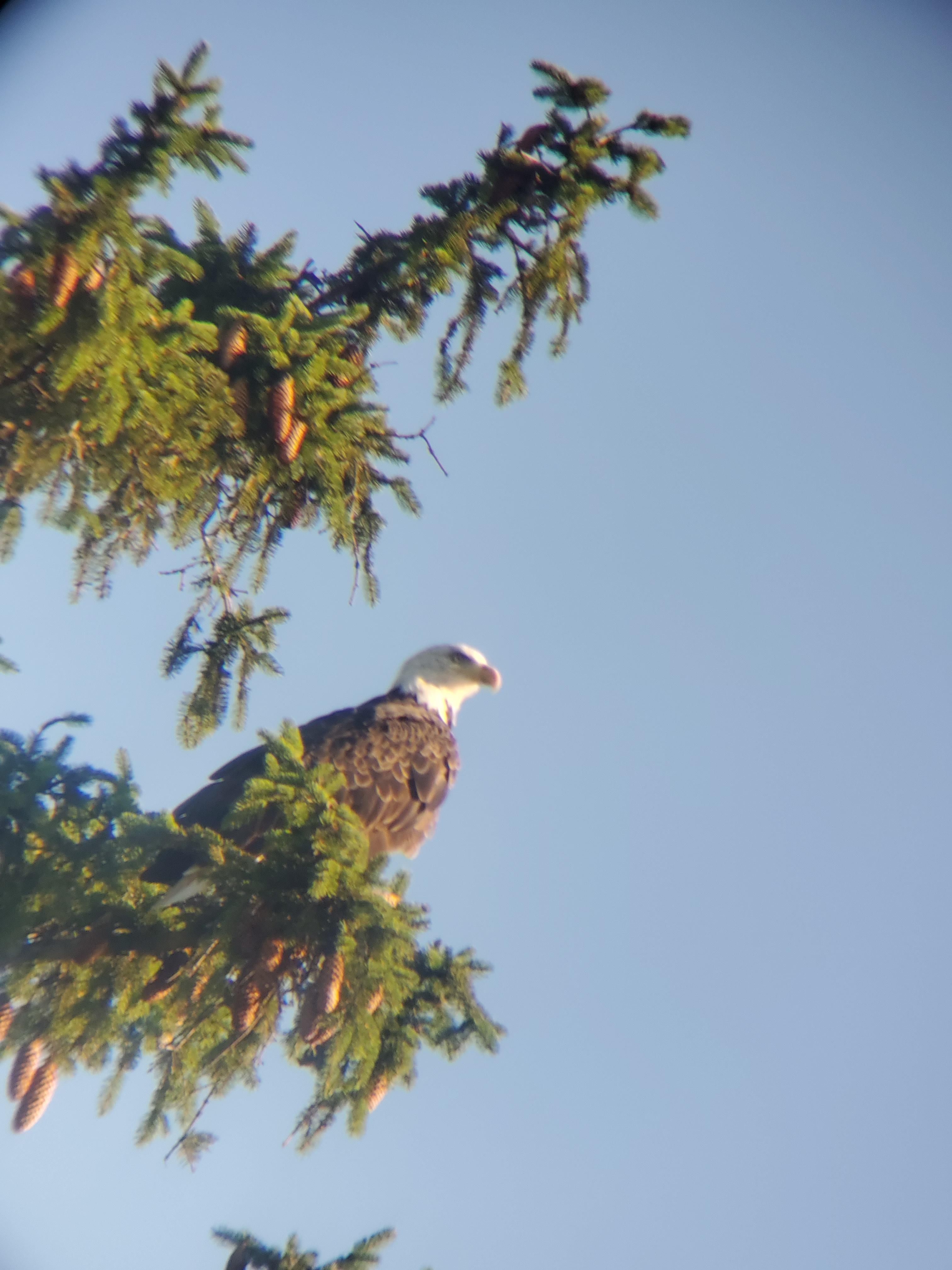 Evening visitor | Scrolller