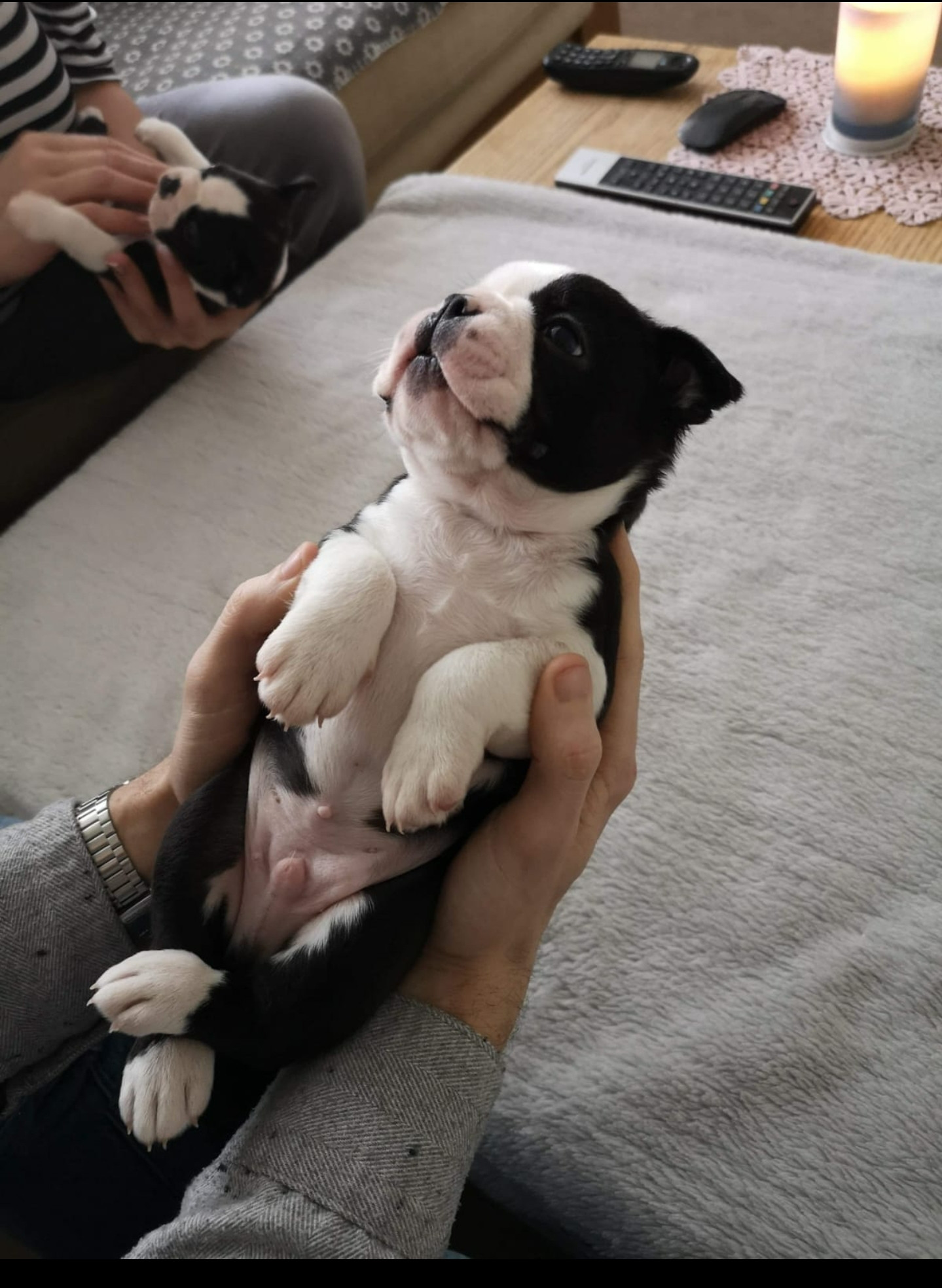 Everyone, meet Luther | Scrolller