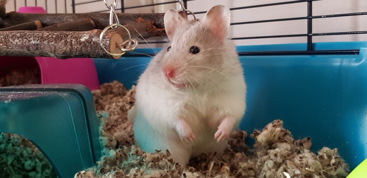 Everyone Meet Misty Scrolller