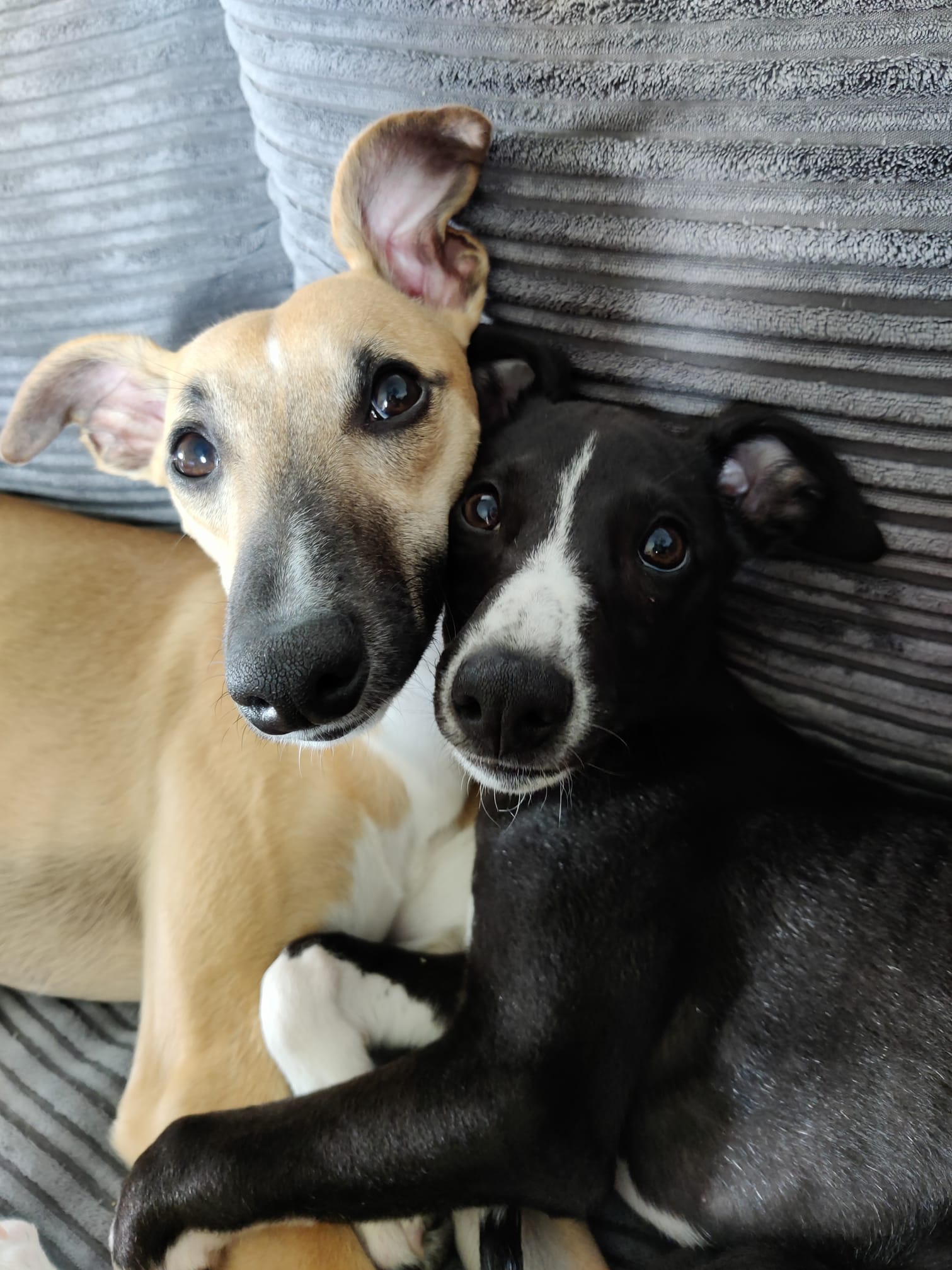 Everyone meet our fur babies Sooty & Sweep! | Scrolller