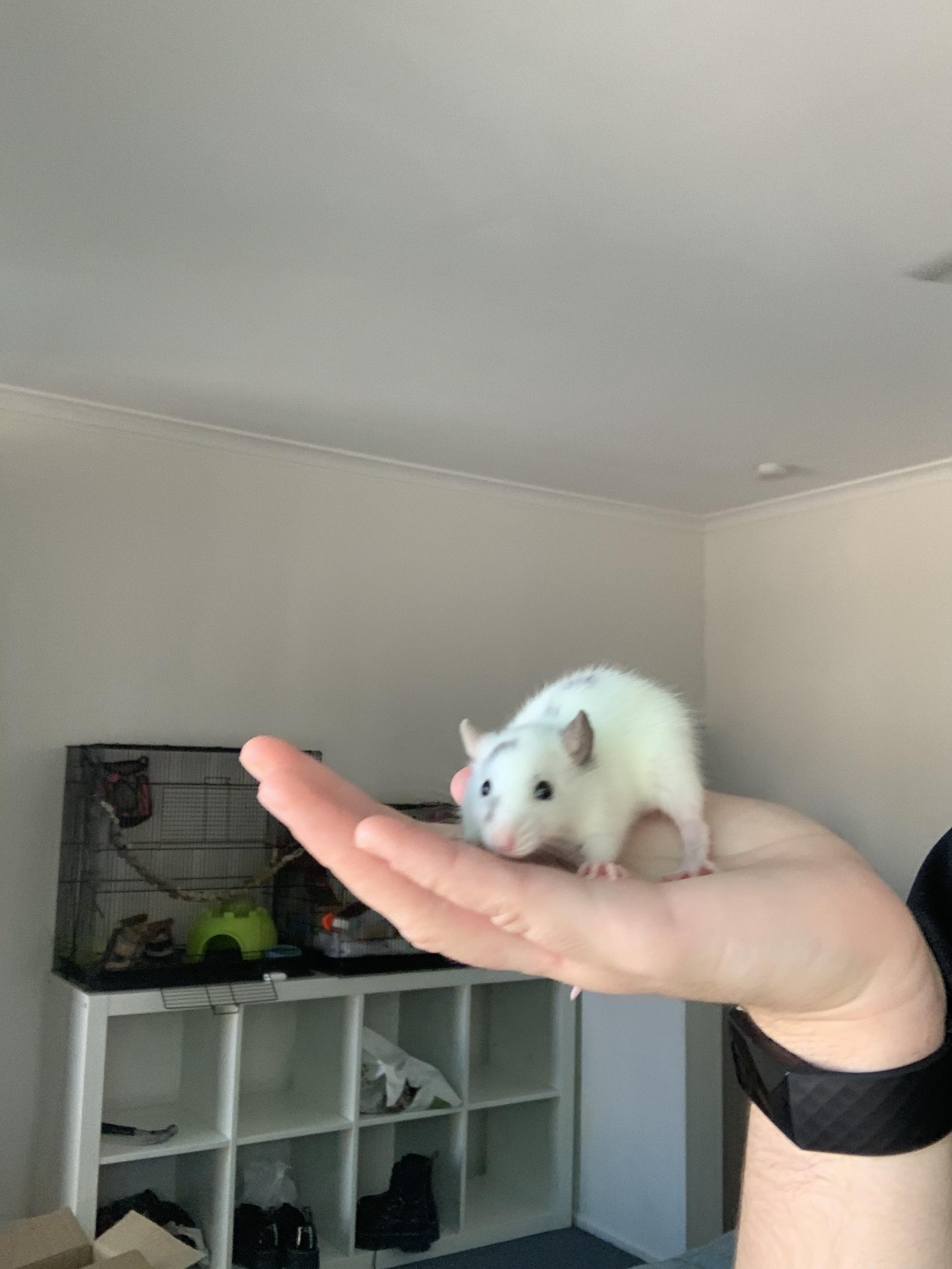 everyone, meet Patches | Scrolller