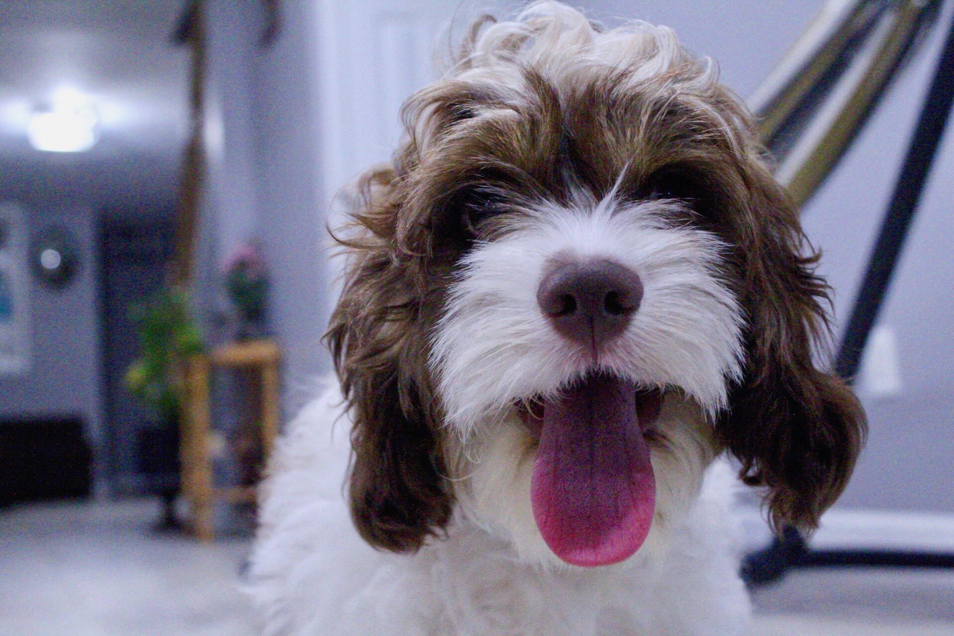 Everyone meet the new addition to my family, Benji ! | Scrolller