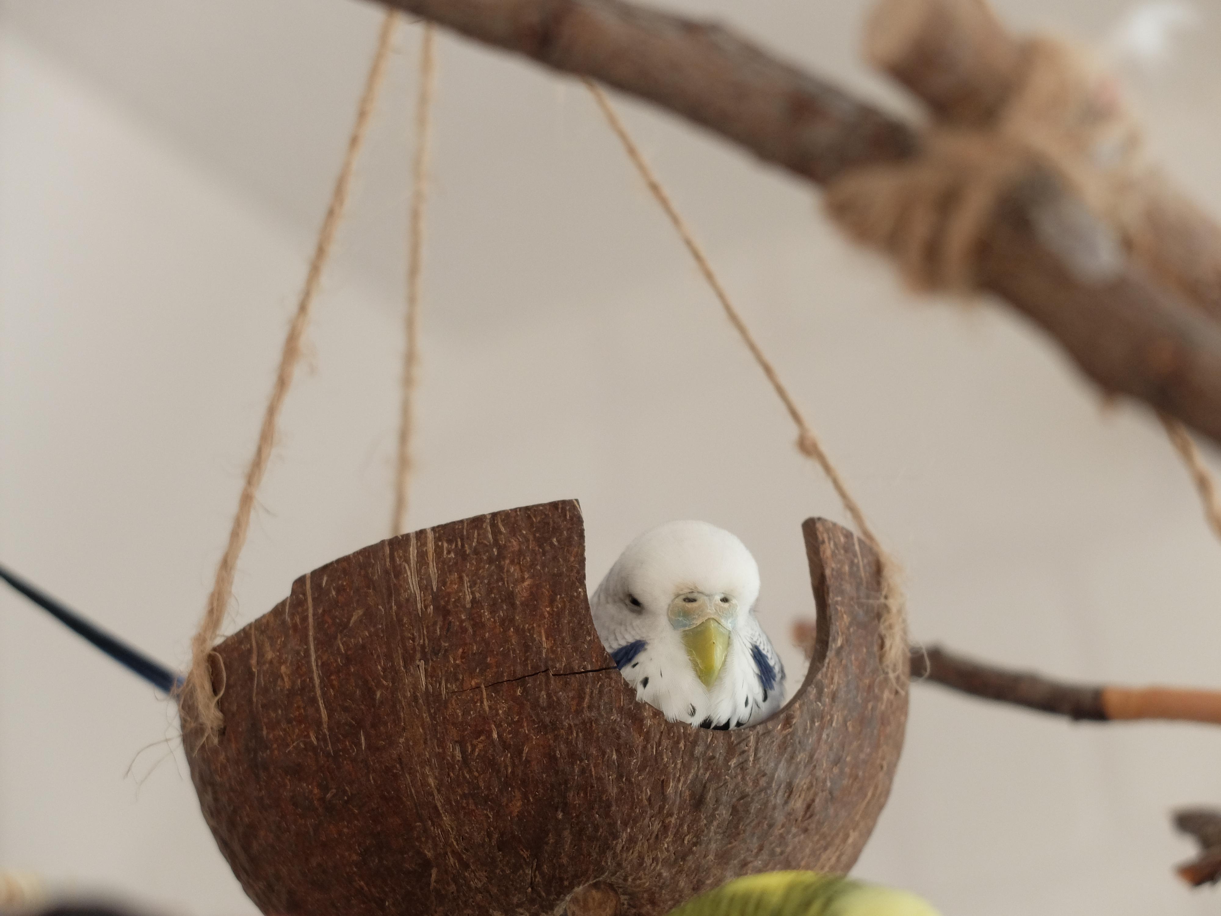 Everyone needs to see Ellie vibing in her coconut. Seriously. | Scrolller