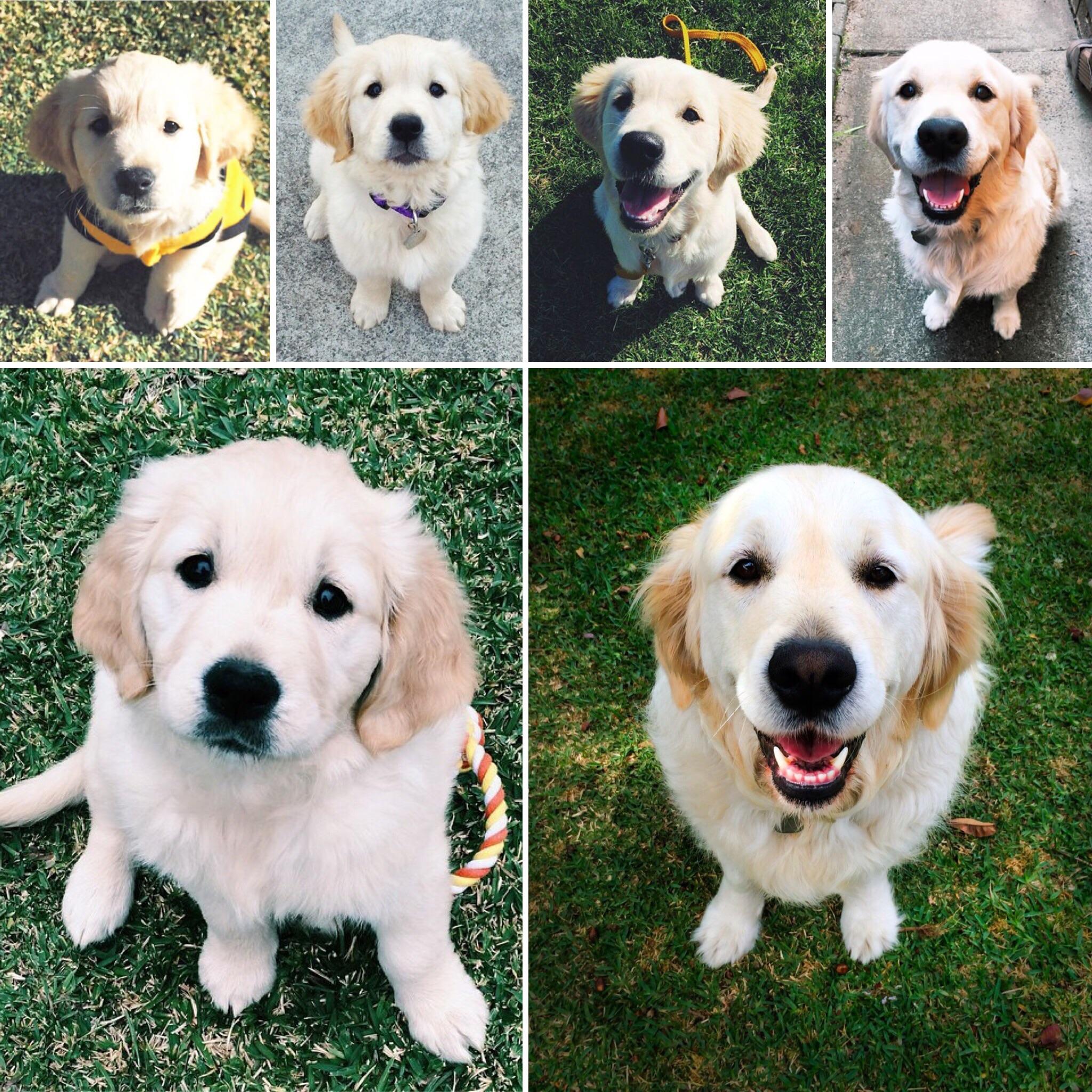 Evolution of Ember | Scrolller