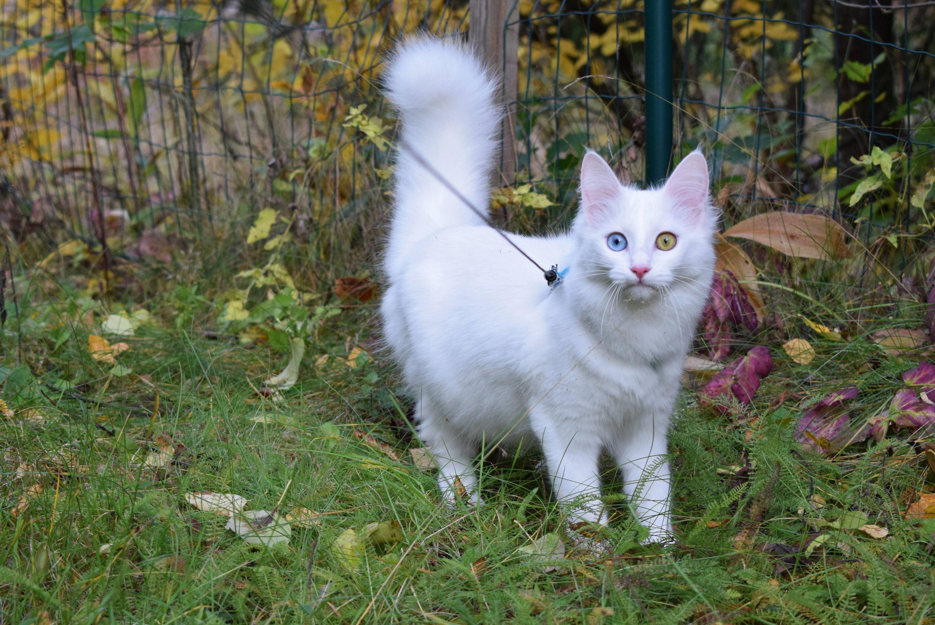 Evren, my fluffy kitty | Scrolller