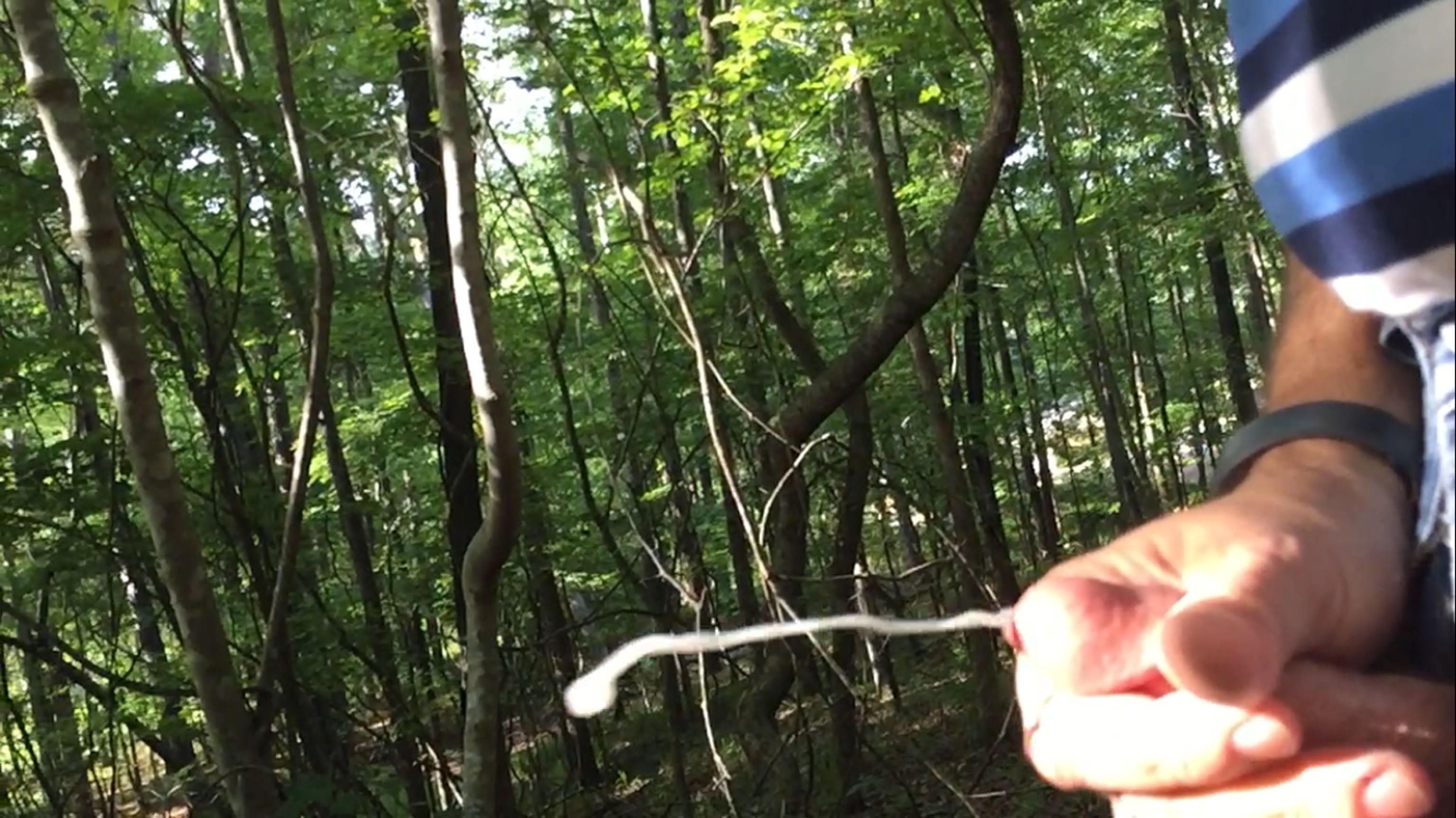 In the woods freeze frame | Scrolller