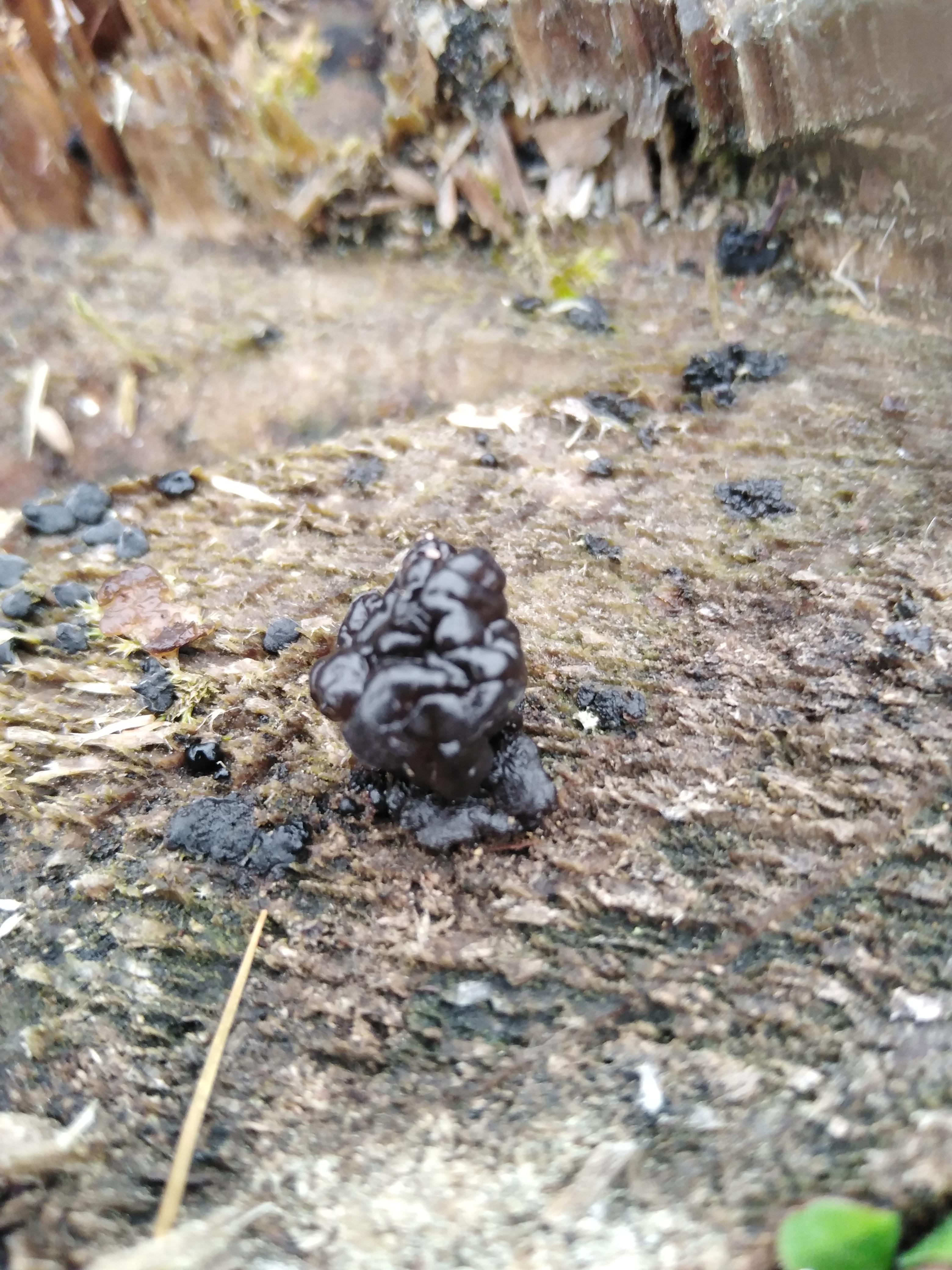 Exidia nigricans is called witches butter in Germany | Scrolller