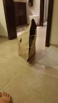 exiting from the catdimension | Scrolller