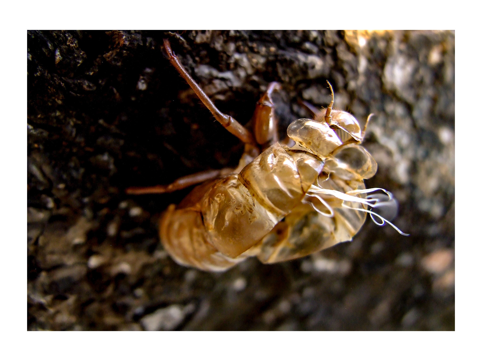 Exoskeleton of a Cicada. | Scrolller