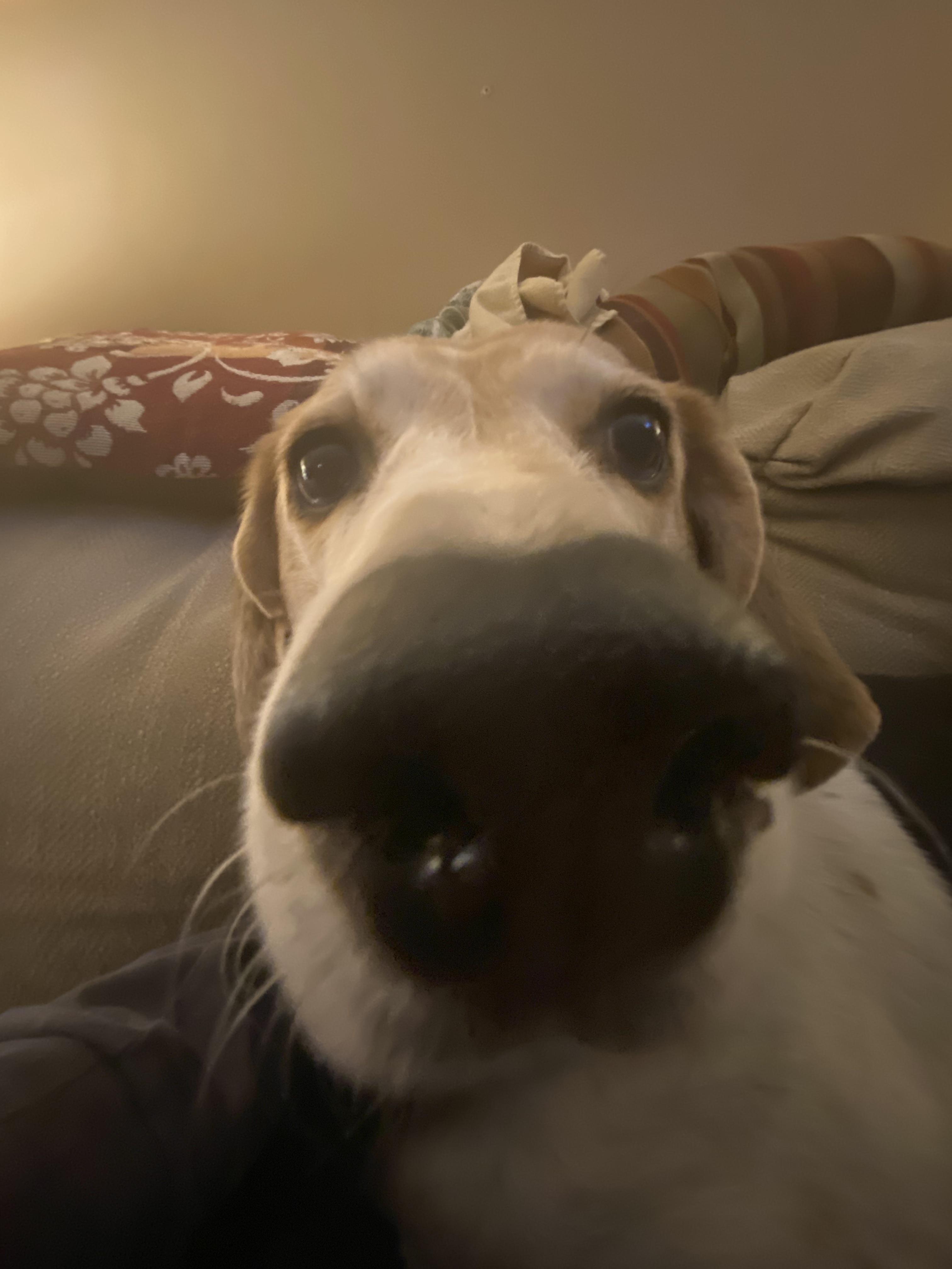 Exposing my dog | Scrolller