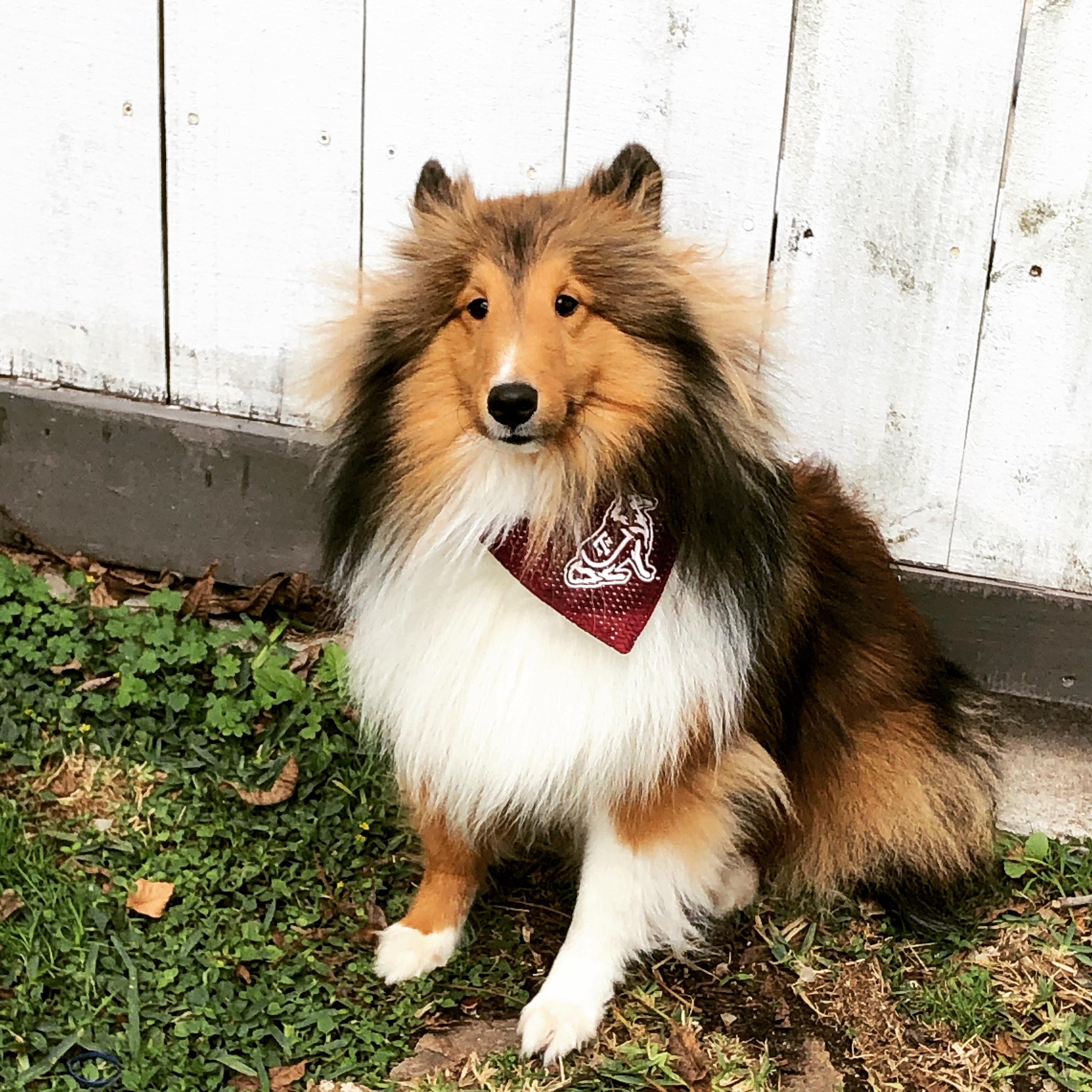 Extra fluff'd. | Scrolller