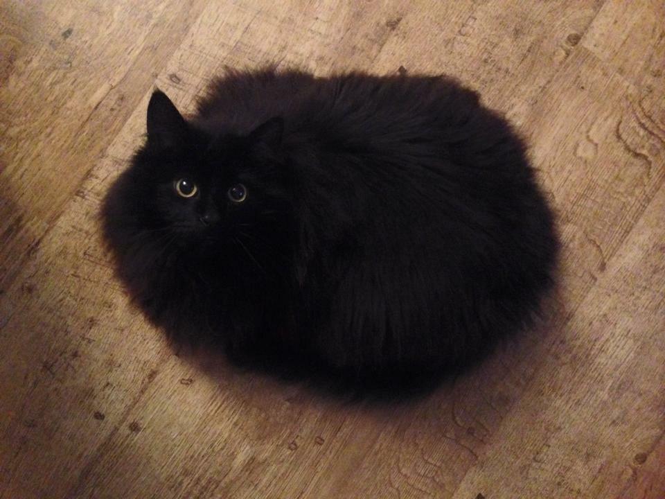 extremely fluffy loaf | Scrolller
