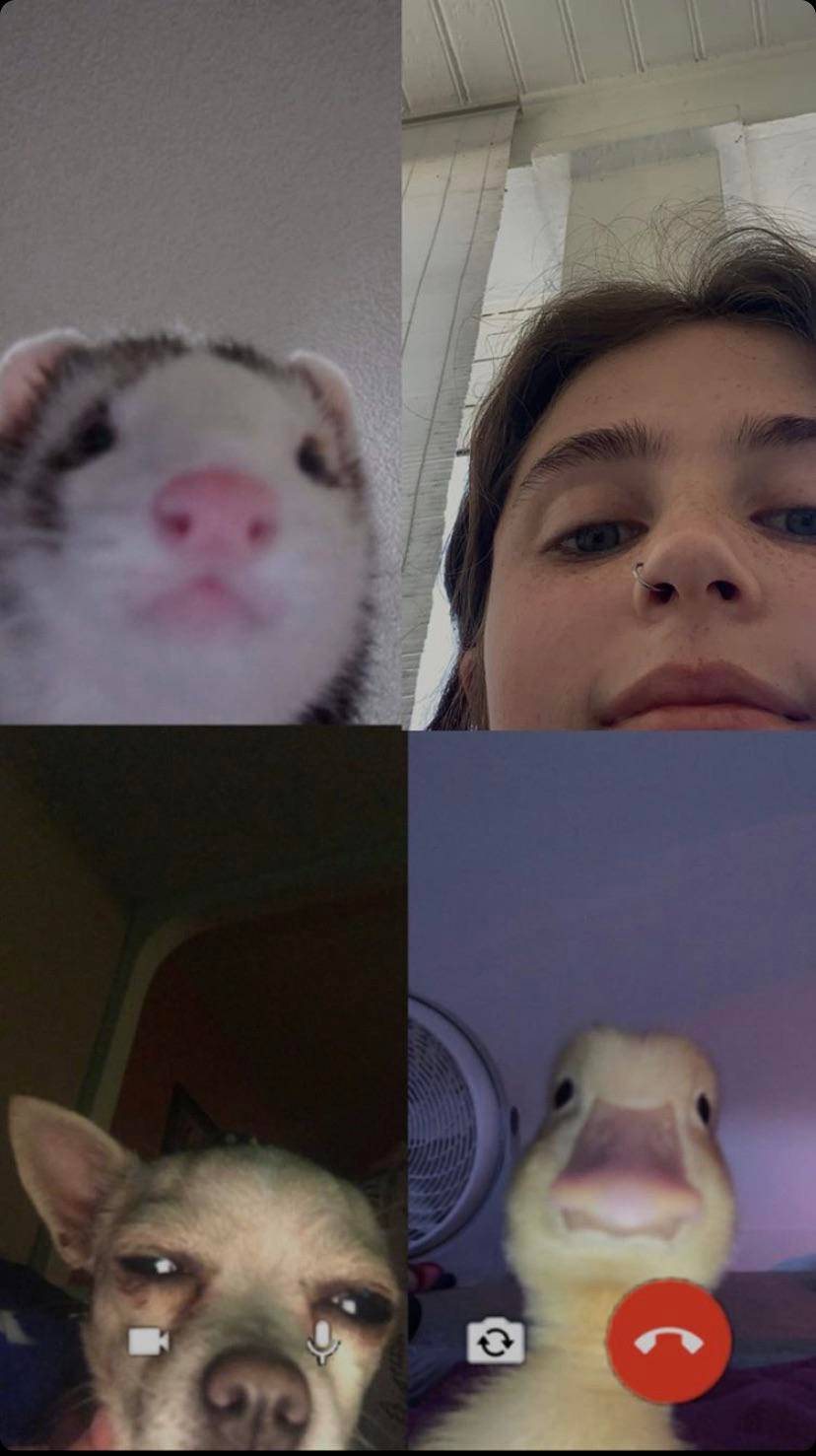 FaceTime with the homies | Scrolller