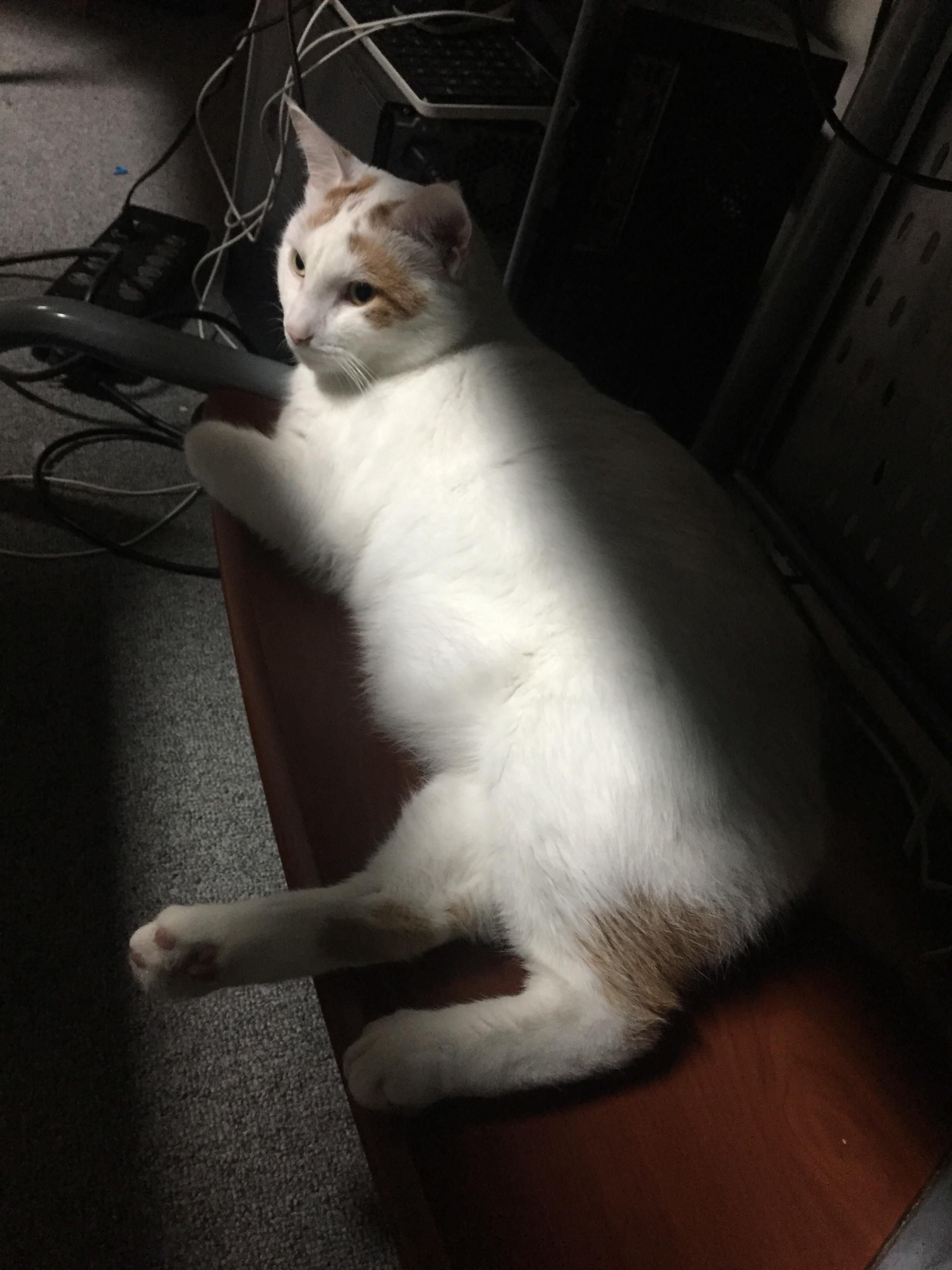 fading into the cat dimension | Scrolller