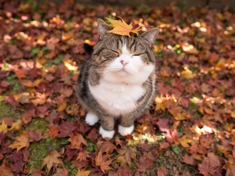 Fall fashion Maru | Scrolller