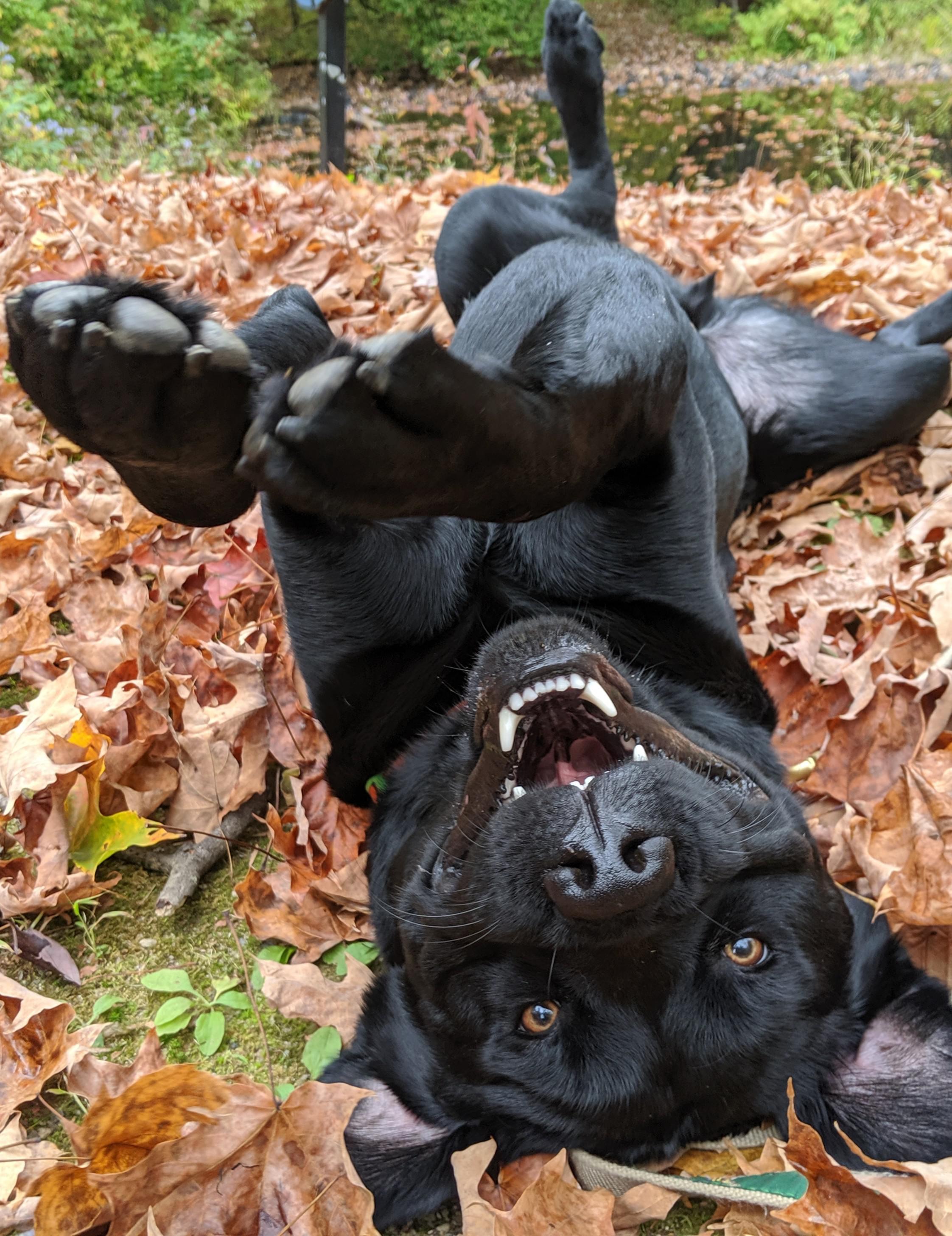 Fall Flop!! | Scrolller