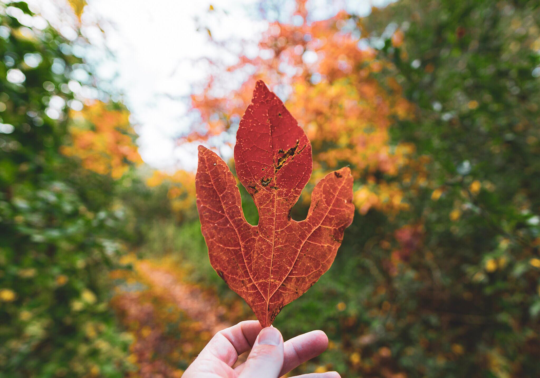Fall in Michigan | Scrolller