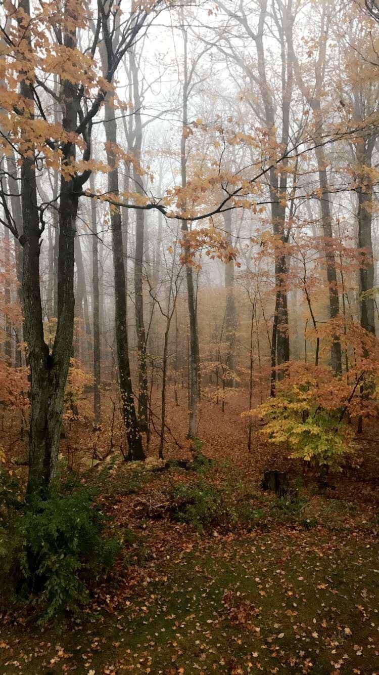 Fall in my mom’s backyard | Scrolller