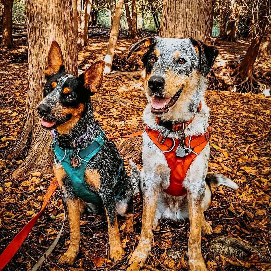 Fall Puppies! | Scrolller