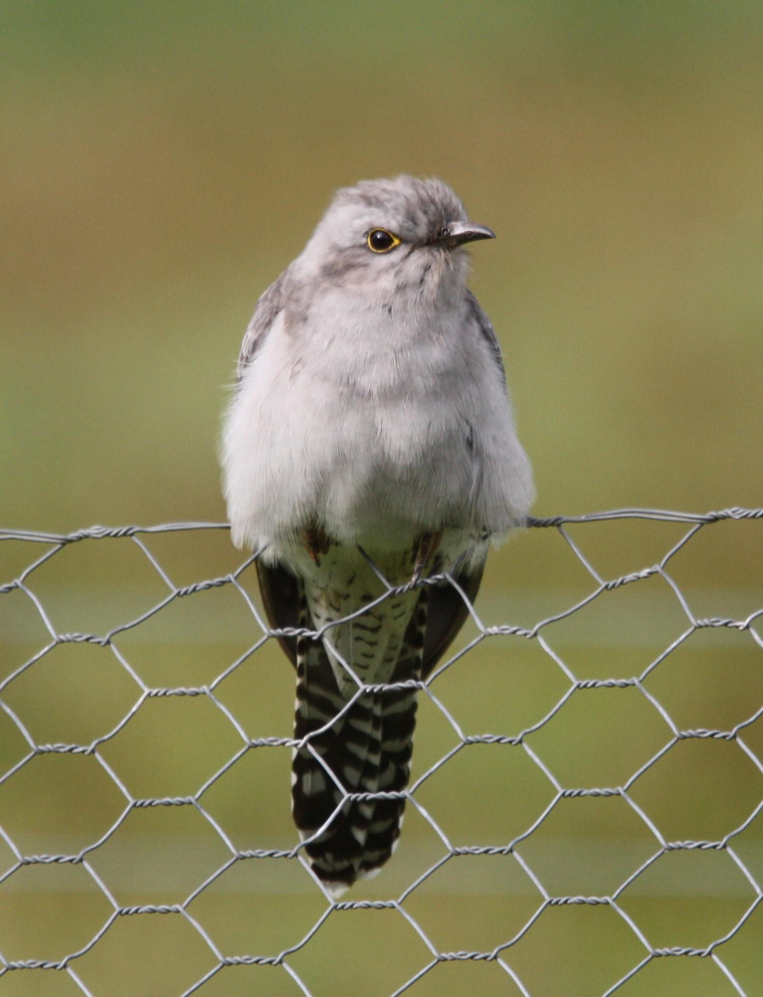 Fan Tailed Cuckoo. Calder NW Tasmania | Scrolller