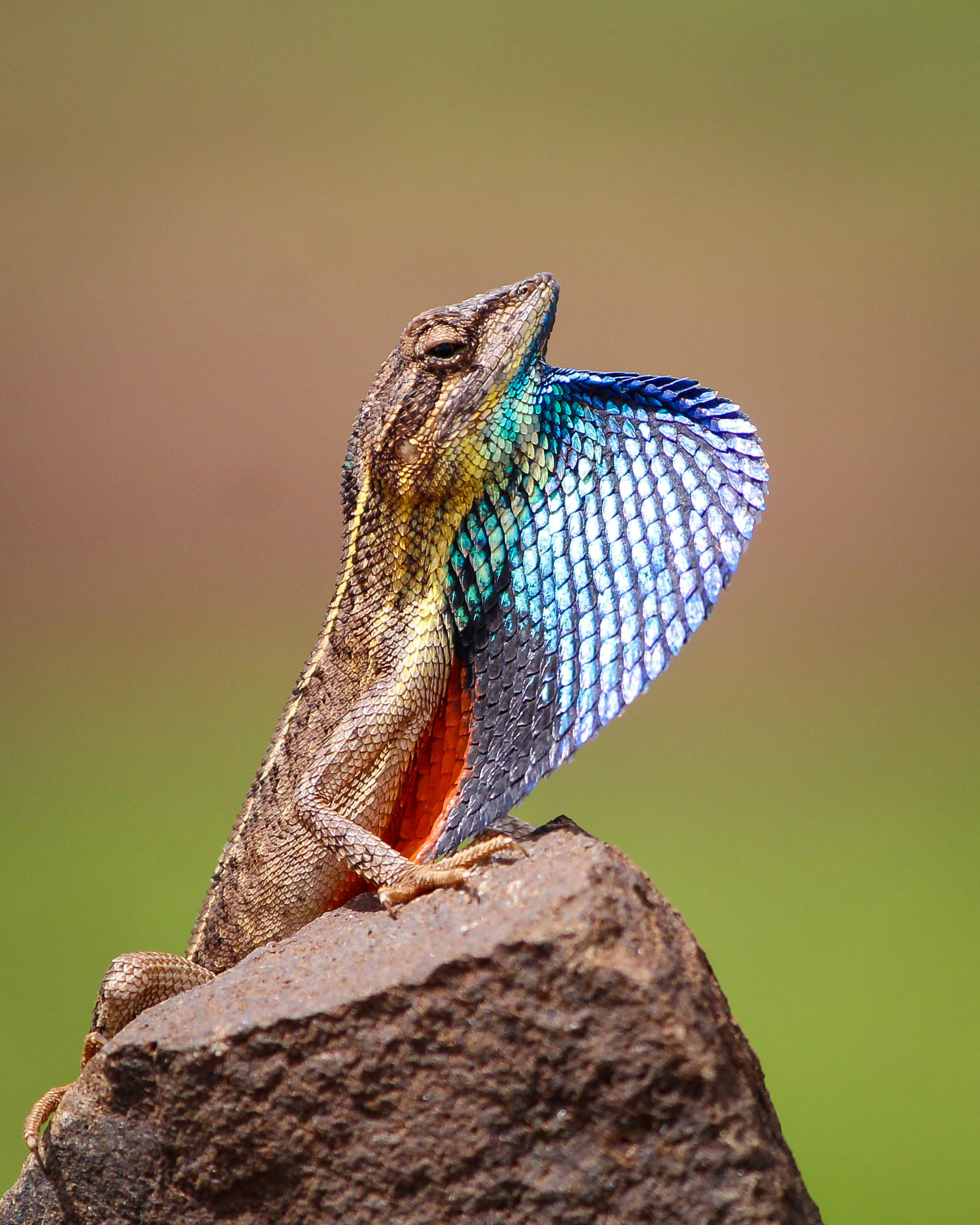 Fan Throated Lizard | Scrolller