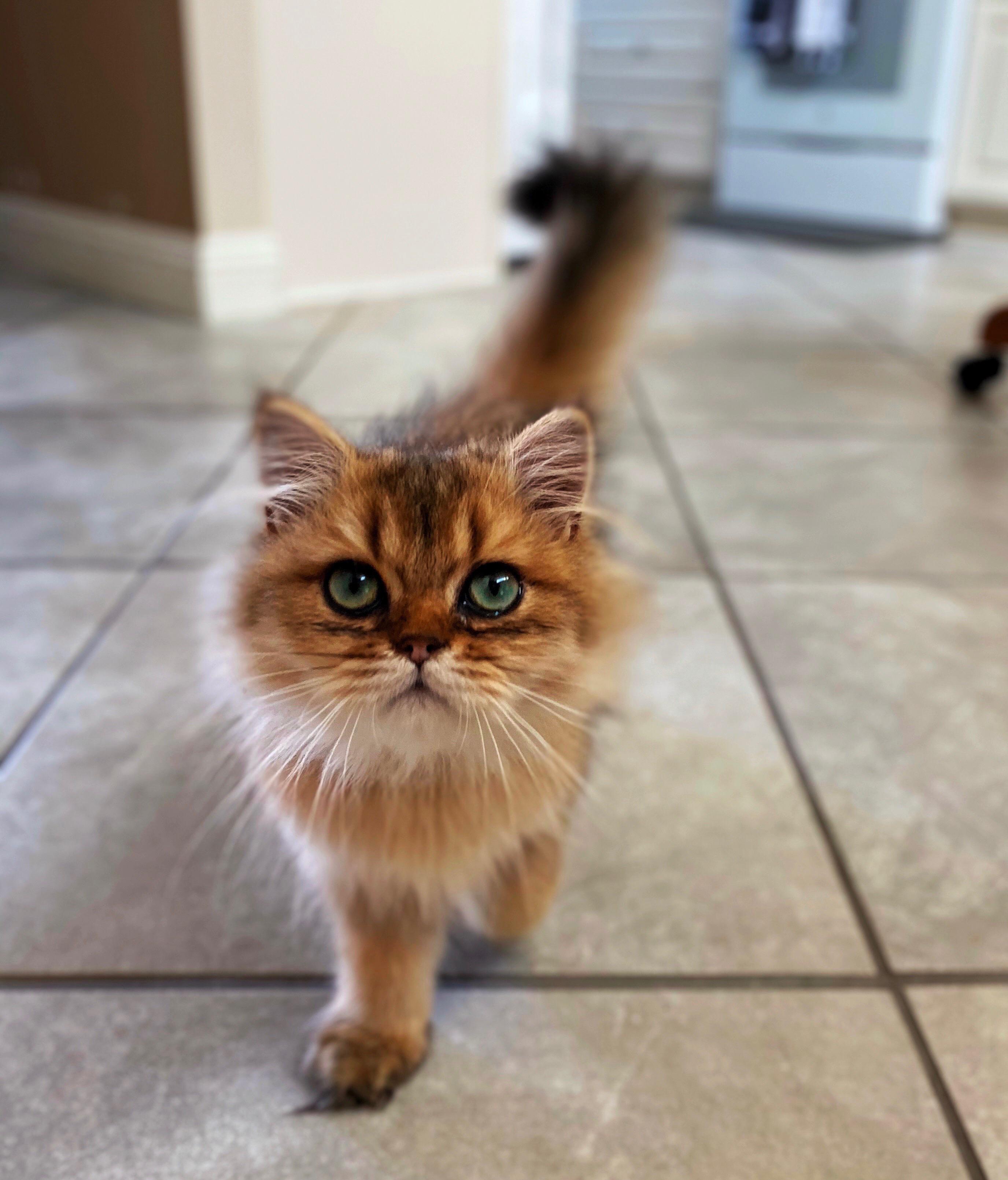 Fancy boy | Scrolller