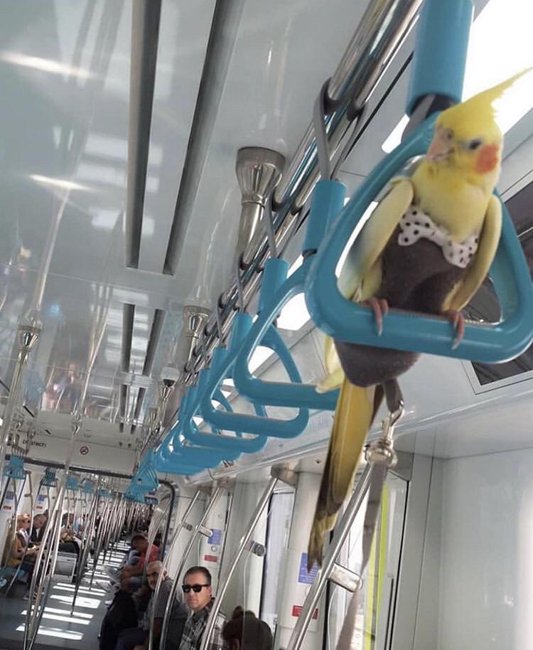 Fancy boye | Scrolller