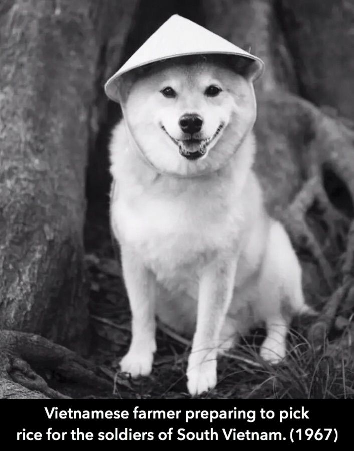 Farmer shibe | Scrolller