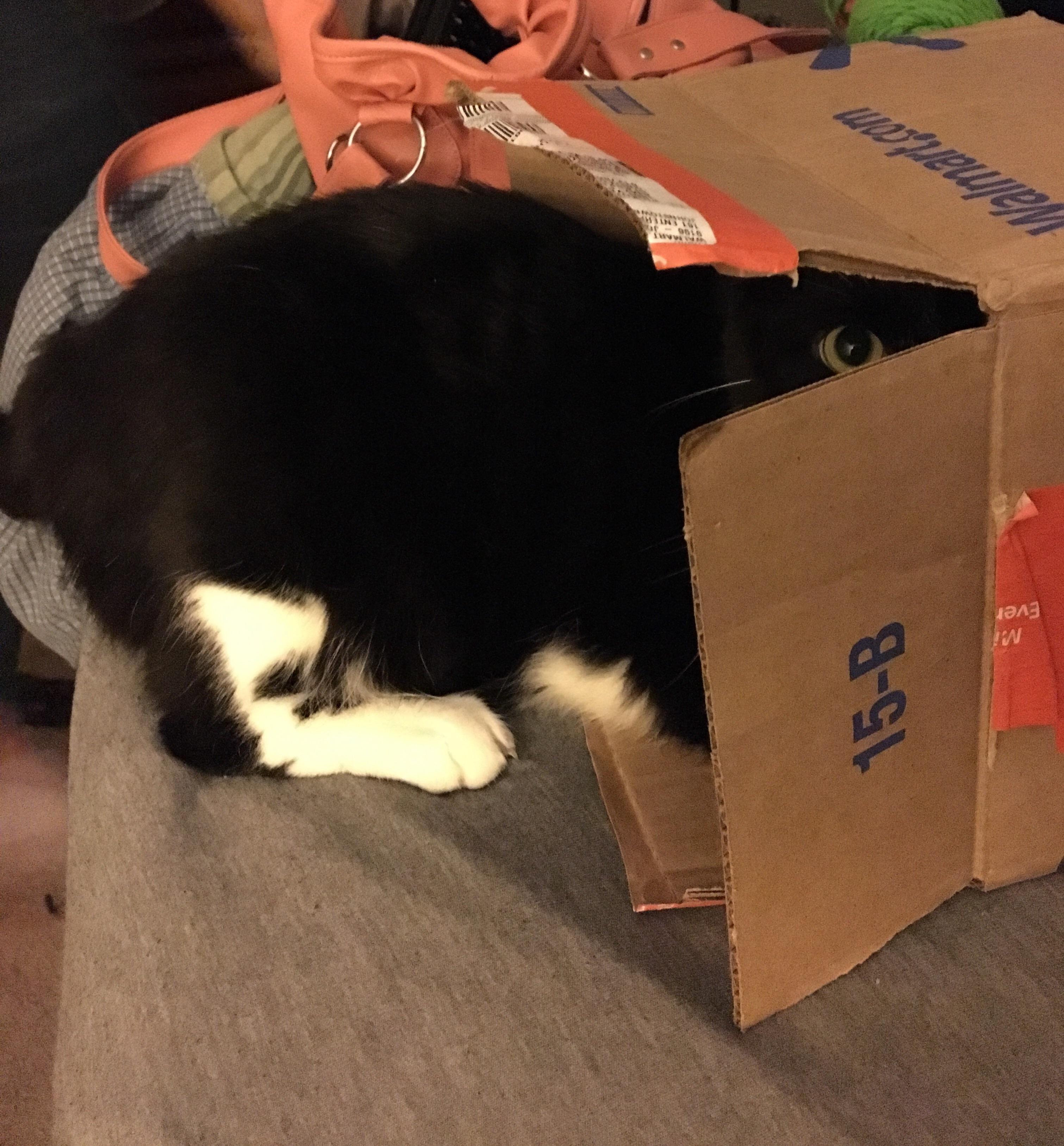 Fat cat in a little trap. | Scrolller