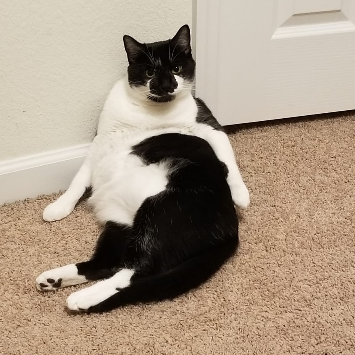 Fat cats have no bones. | Scrolller