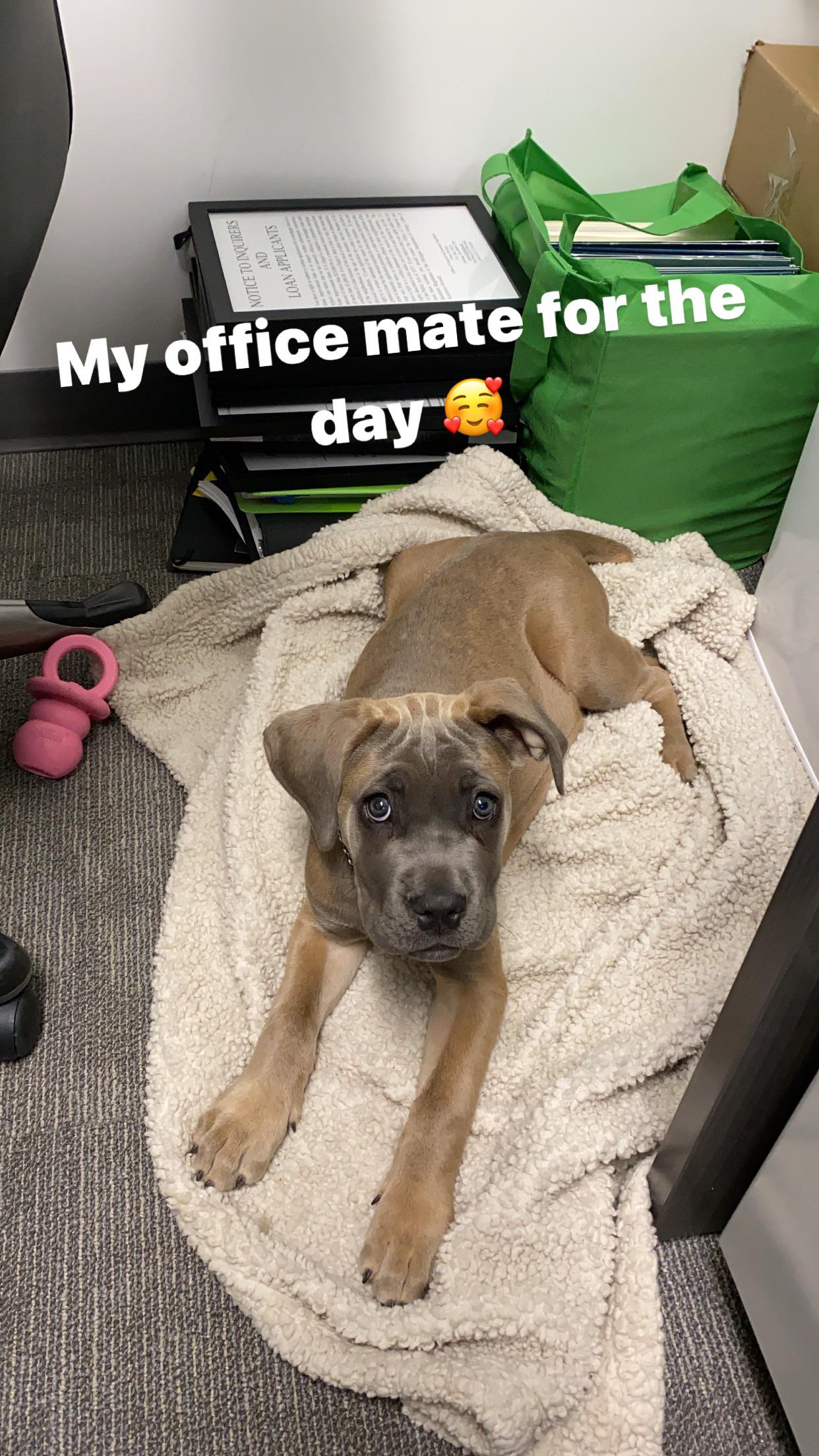 Favorite co worker | Scrolller