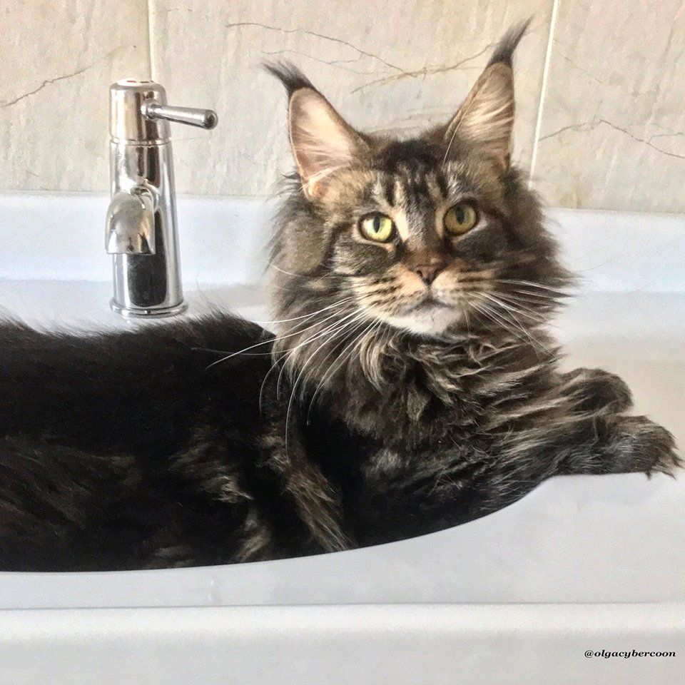 Favorite place for MaineCoon | Scrolller