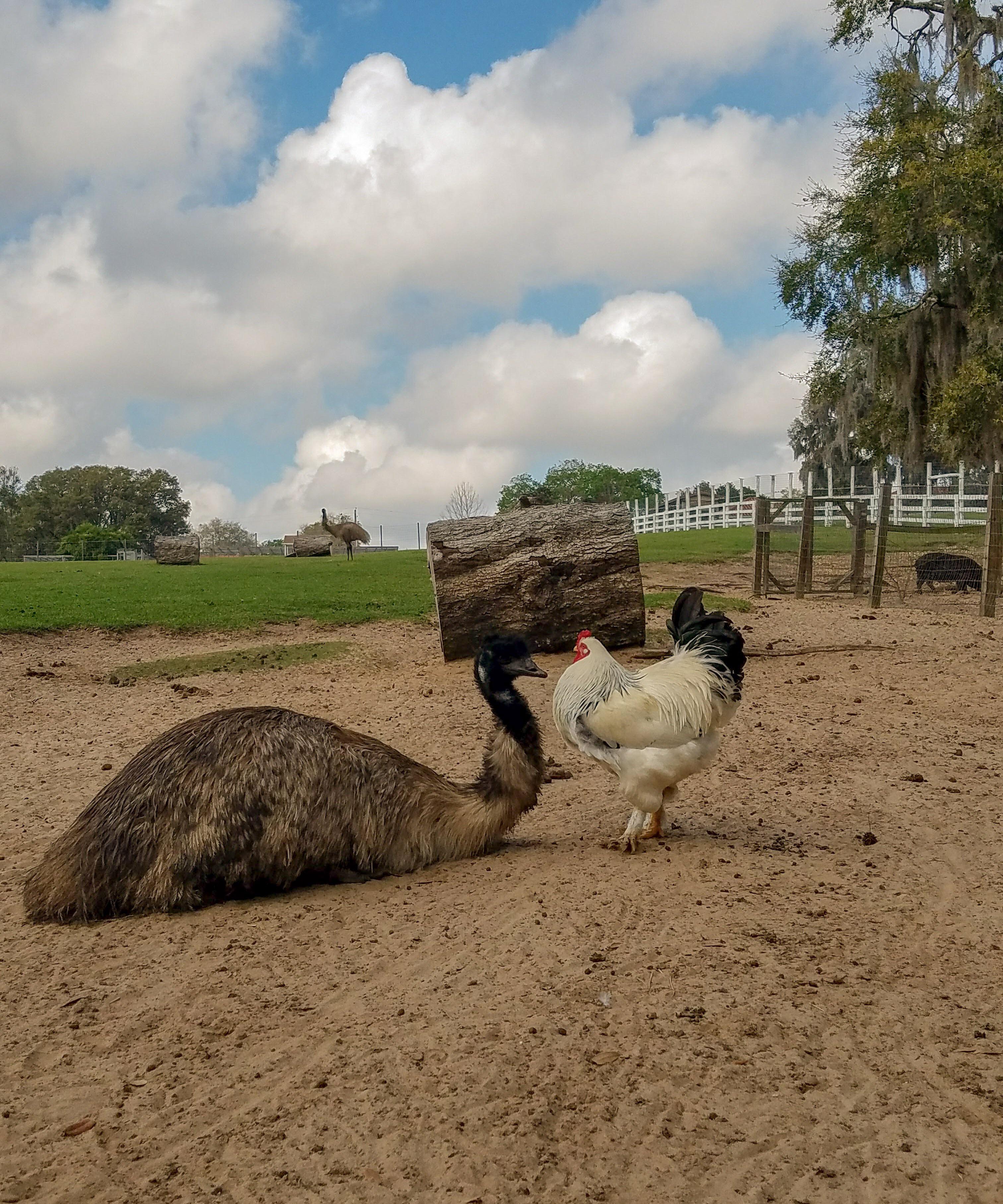 Feathery friends | Scrolller