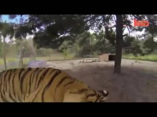 Feeding time | Scrolller