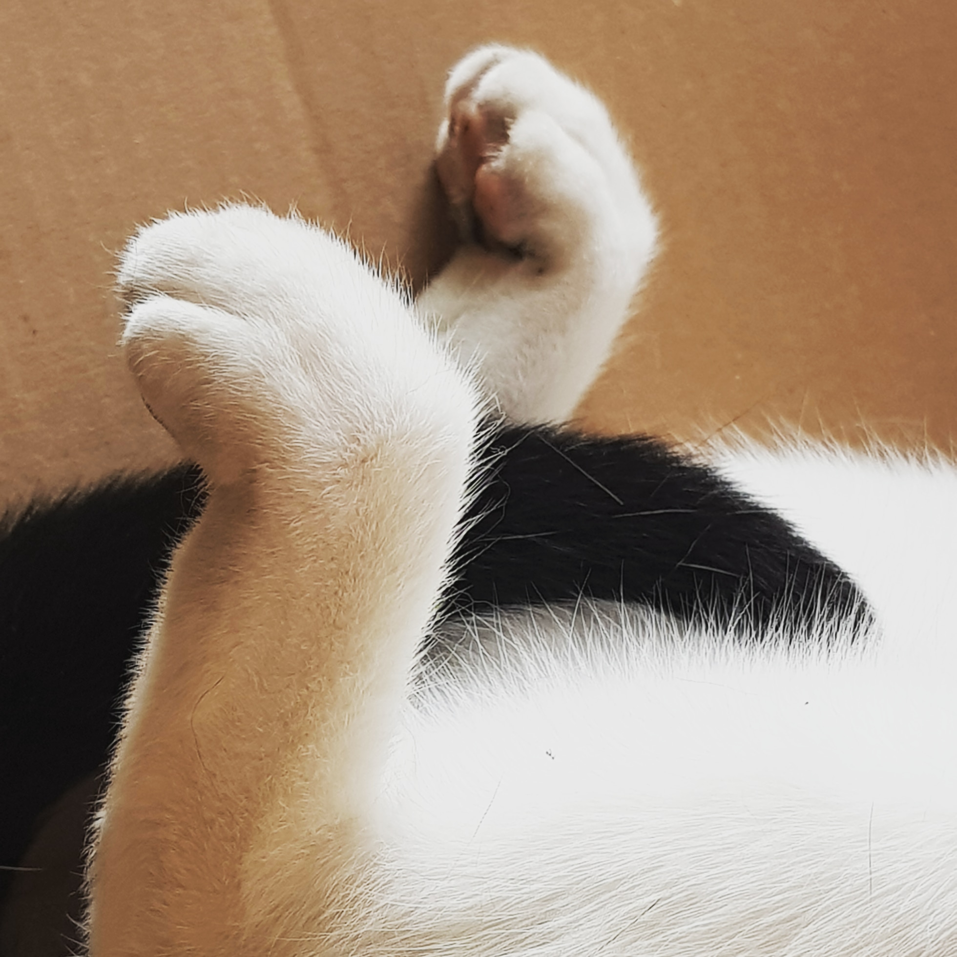 Feetsies and tail | Scrolller