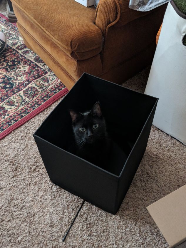 Felix peeking out from the cat dimension | Scrolller