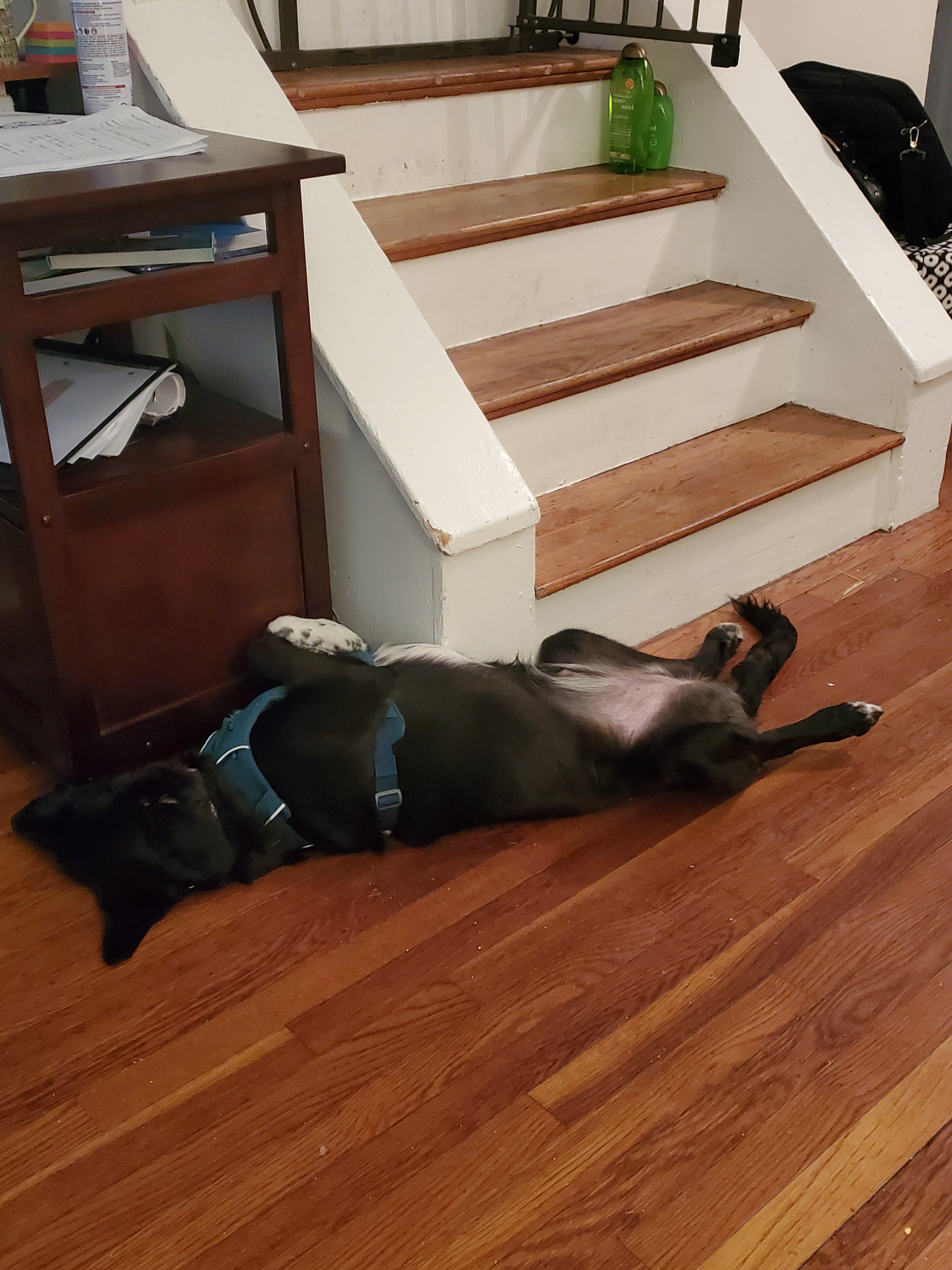 Fell asleep being derpy... | Scrolller